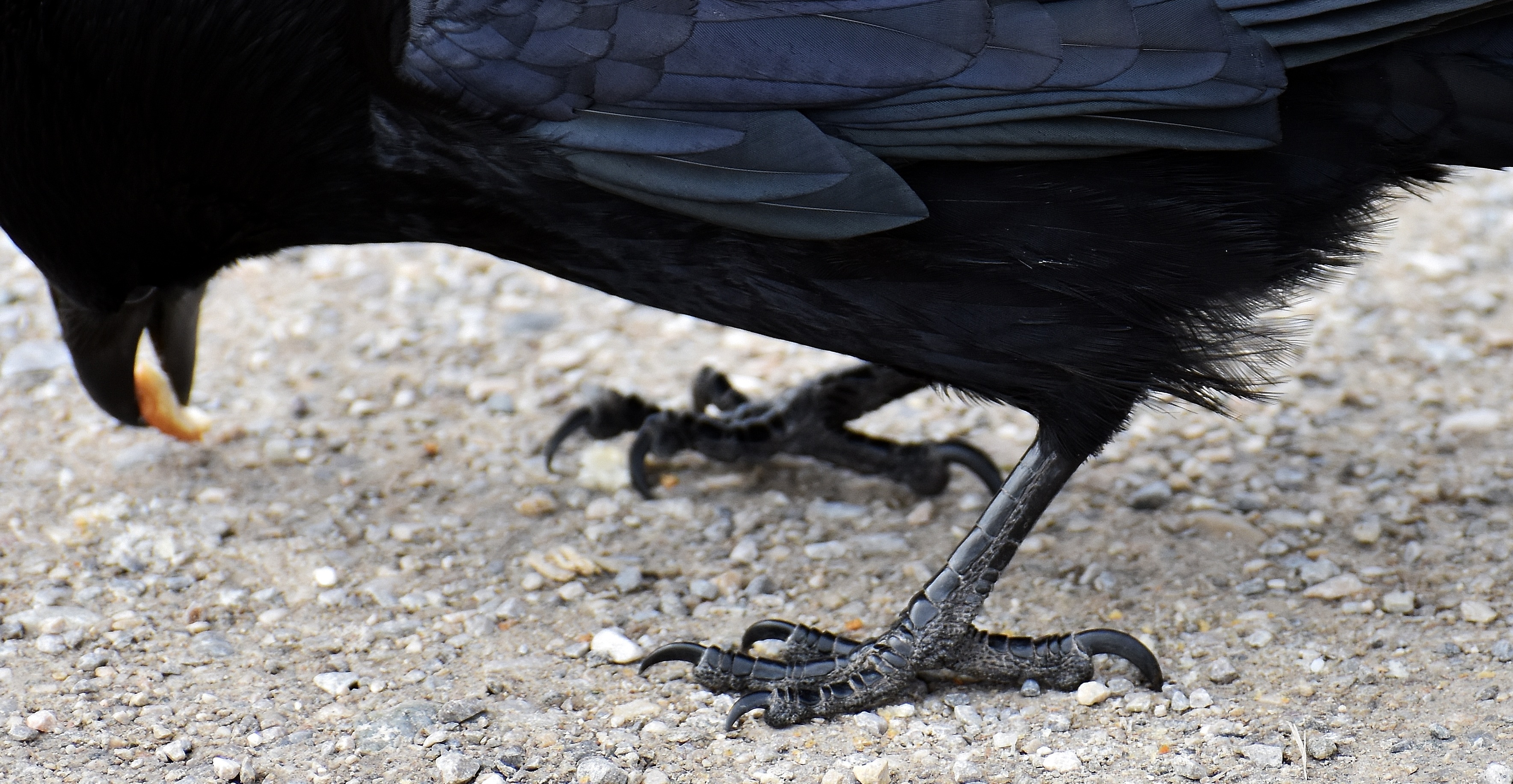 Common Raven Bird free image download