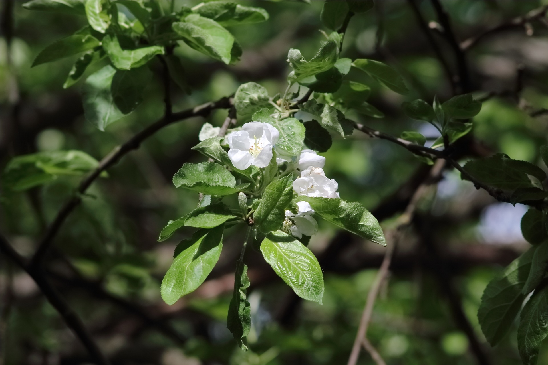 Tree Plant Nature free image download