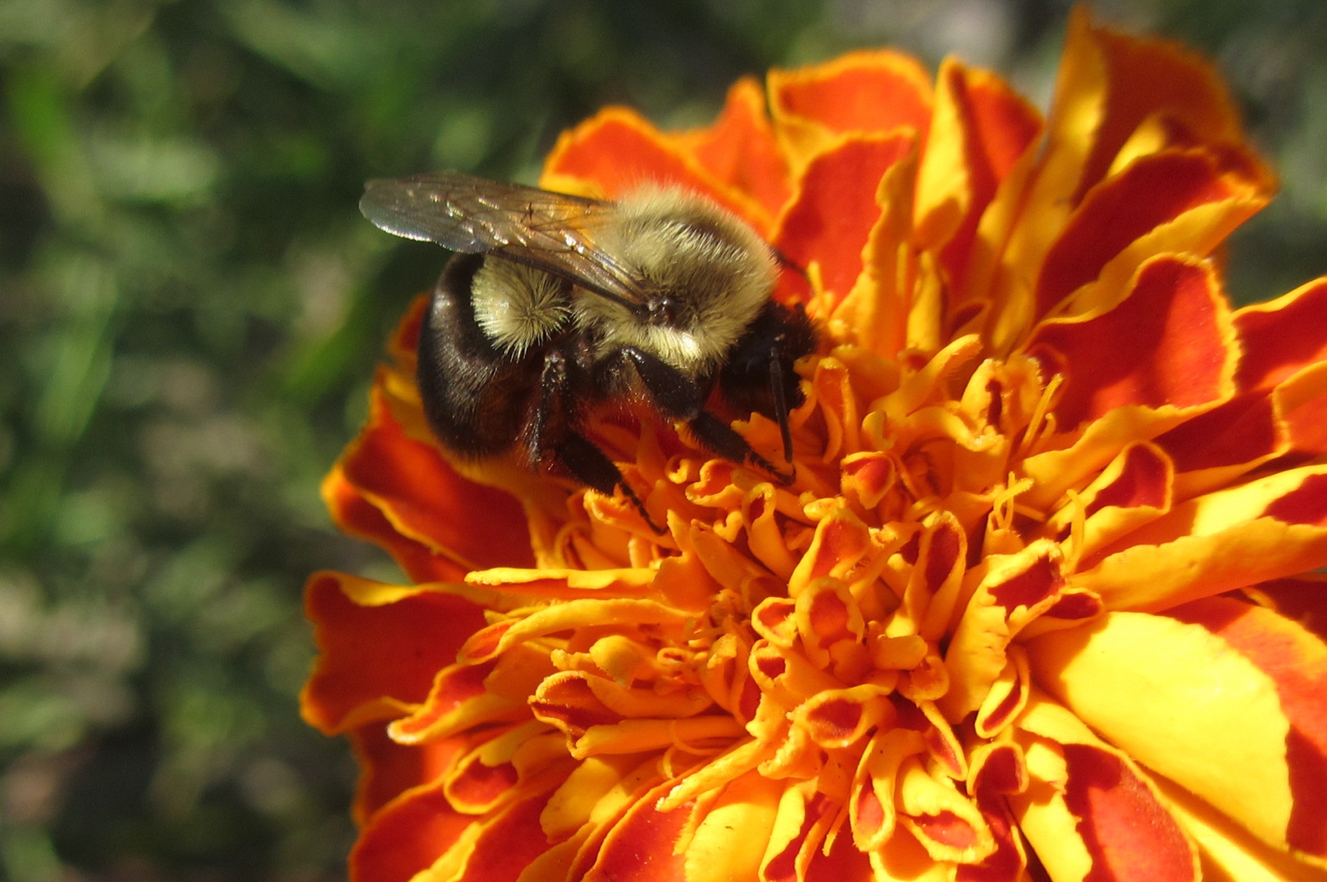 Nature Flower Bee free image download