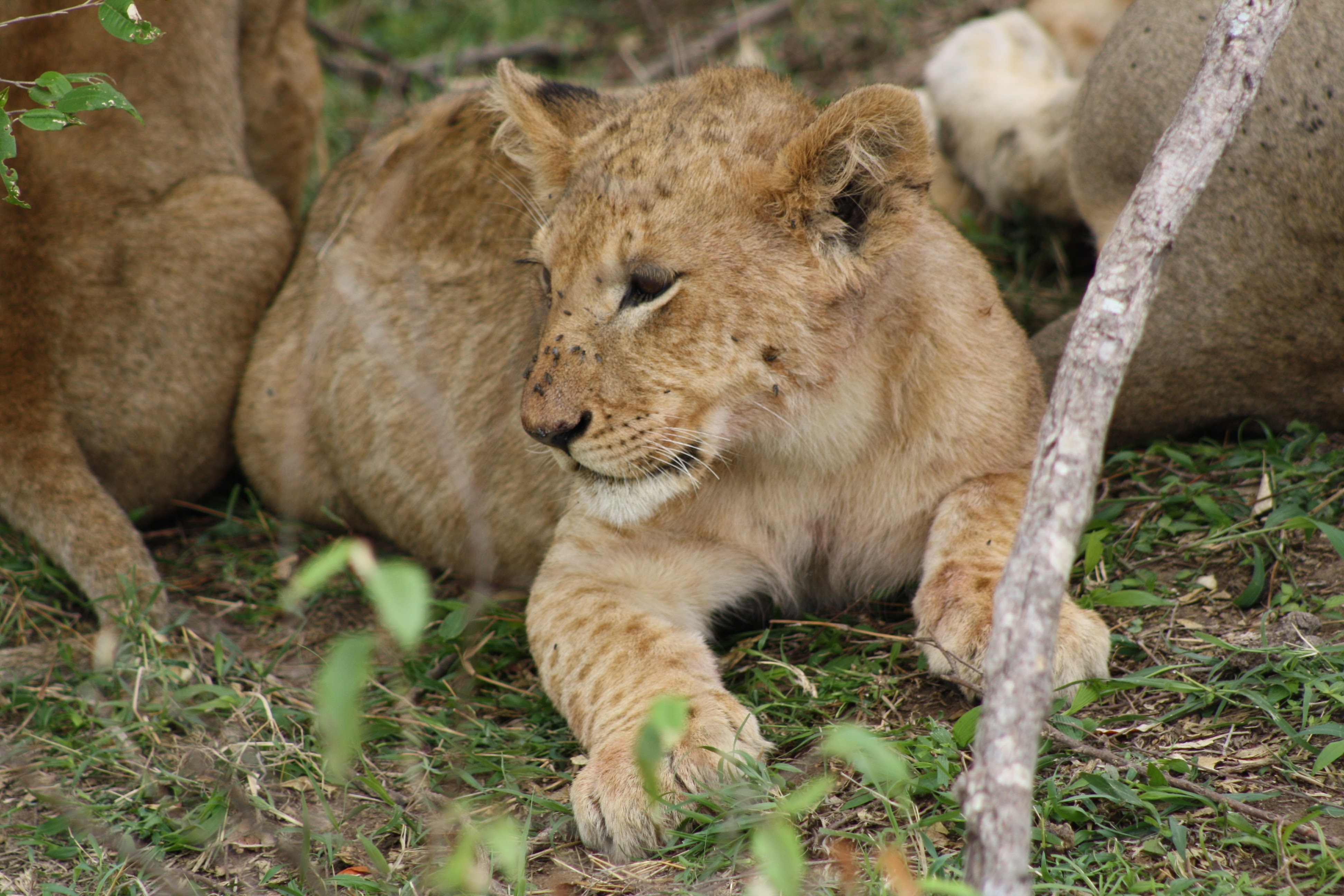 Lion Cub Resting Wildlife free image download