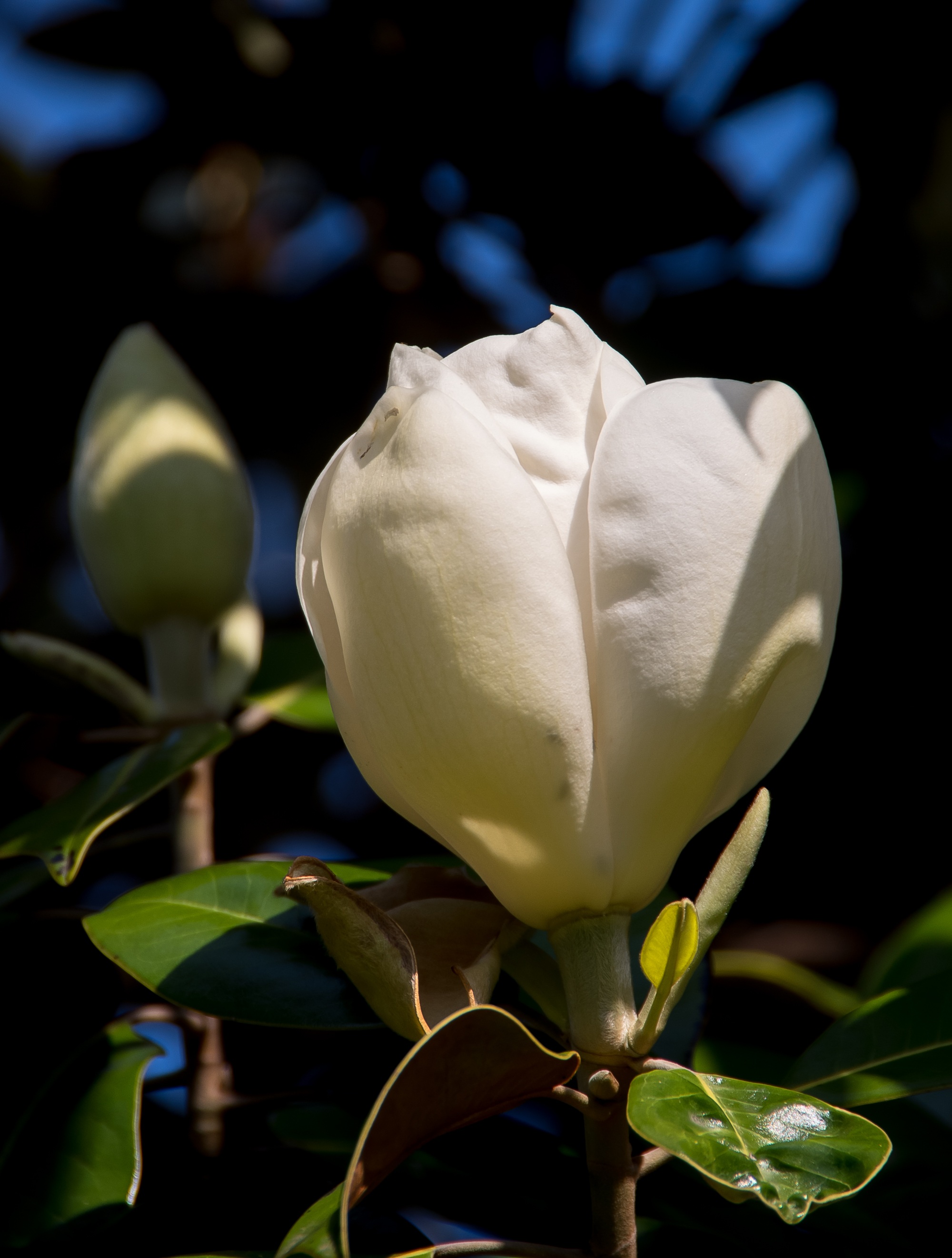 Magnolia Flower Bloom free image download