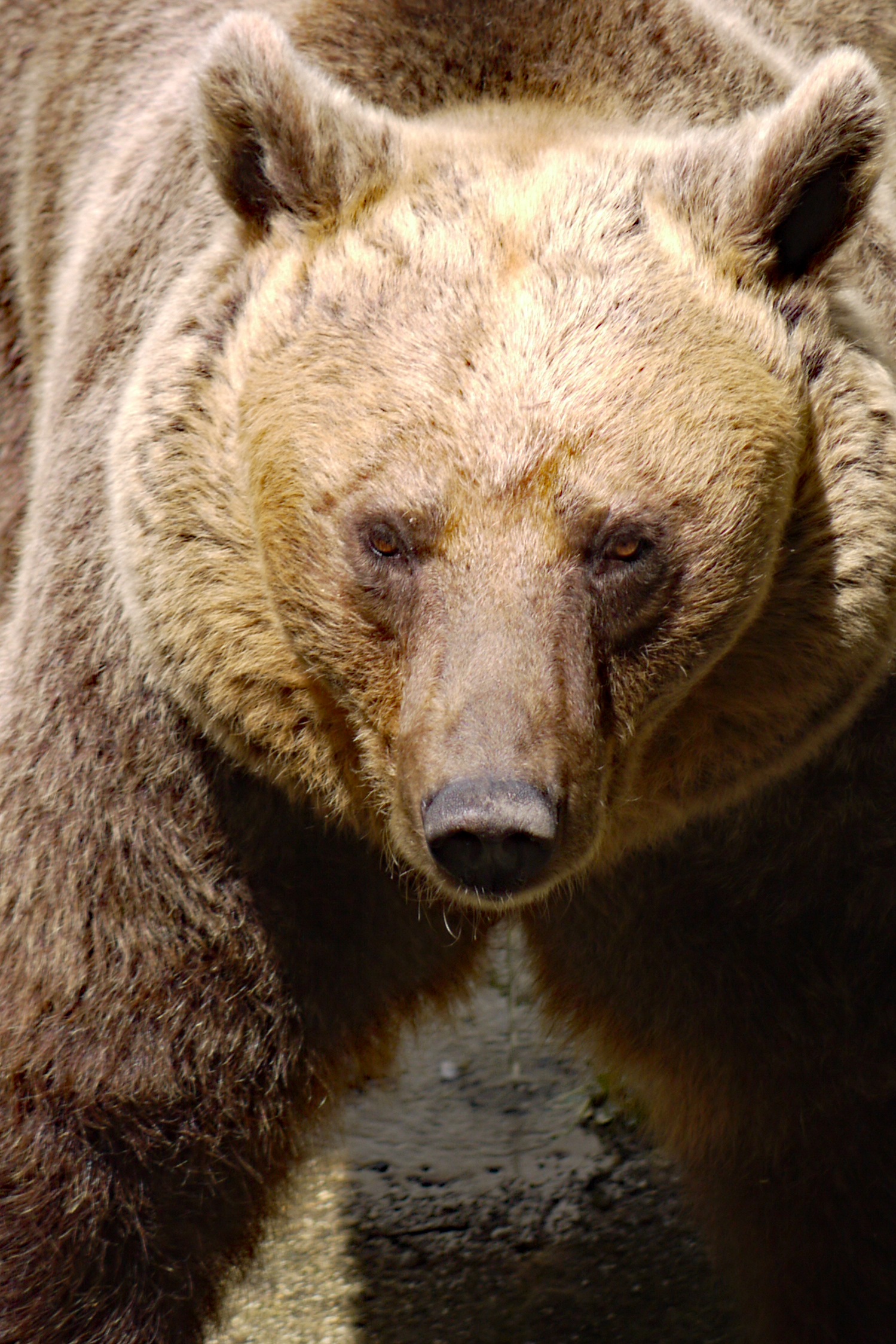 Mammal Brown Bear Animal free image download