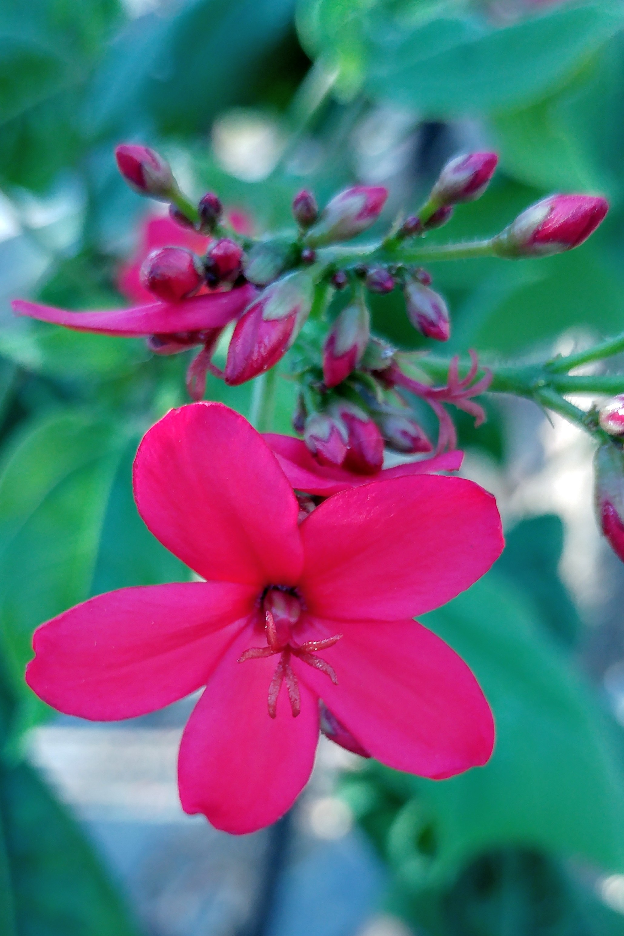 Red Tiny Flower Bud Petal free image download