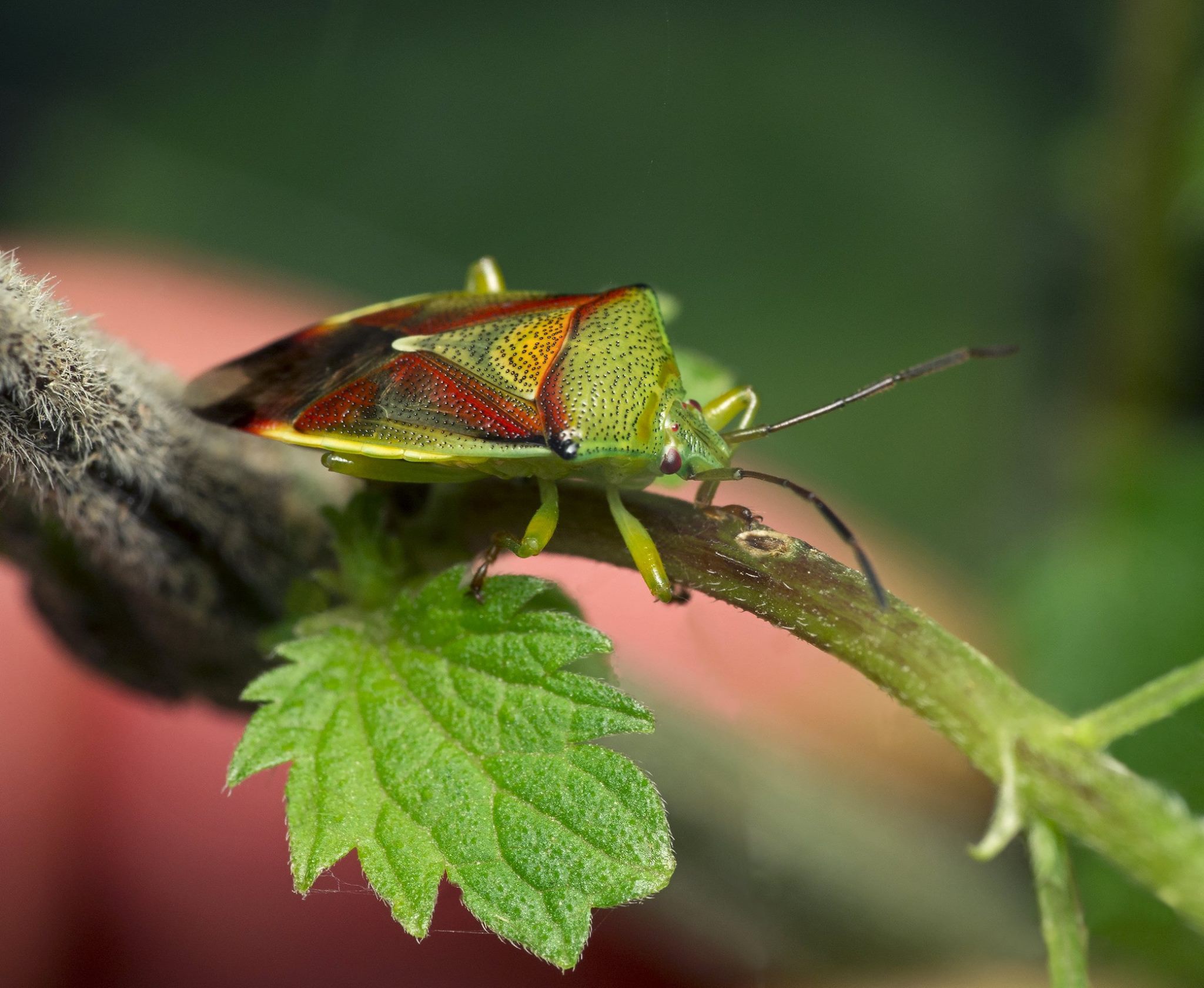 Insect with rigid wings free image download
