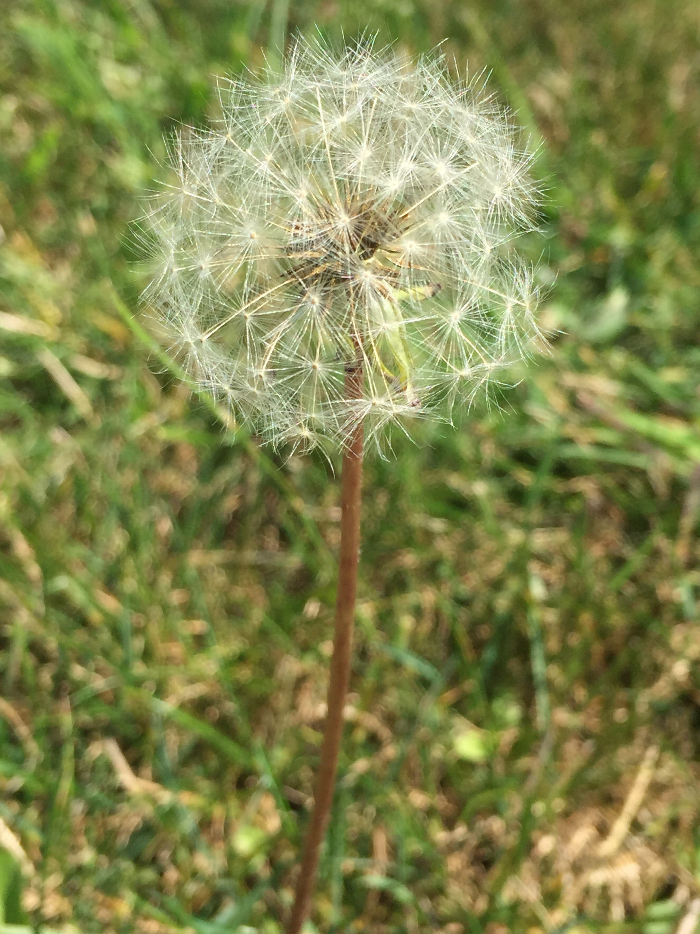 Nature Dandelion Summer free image download