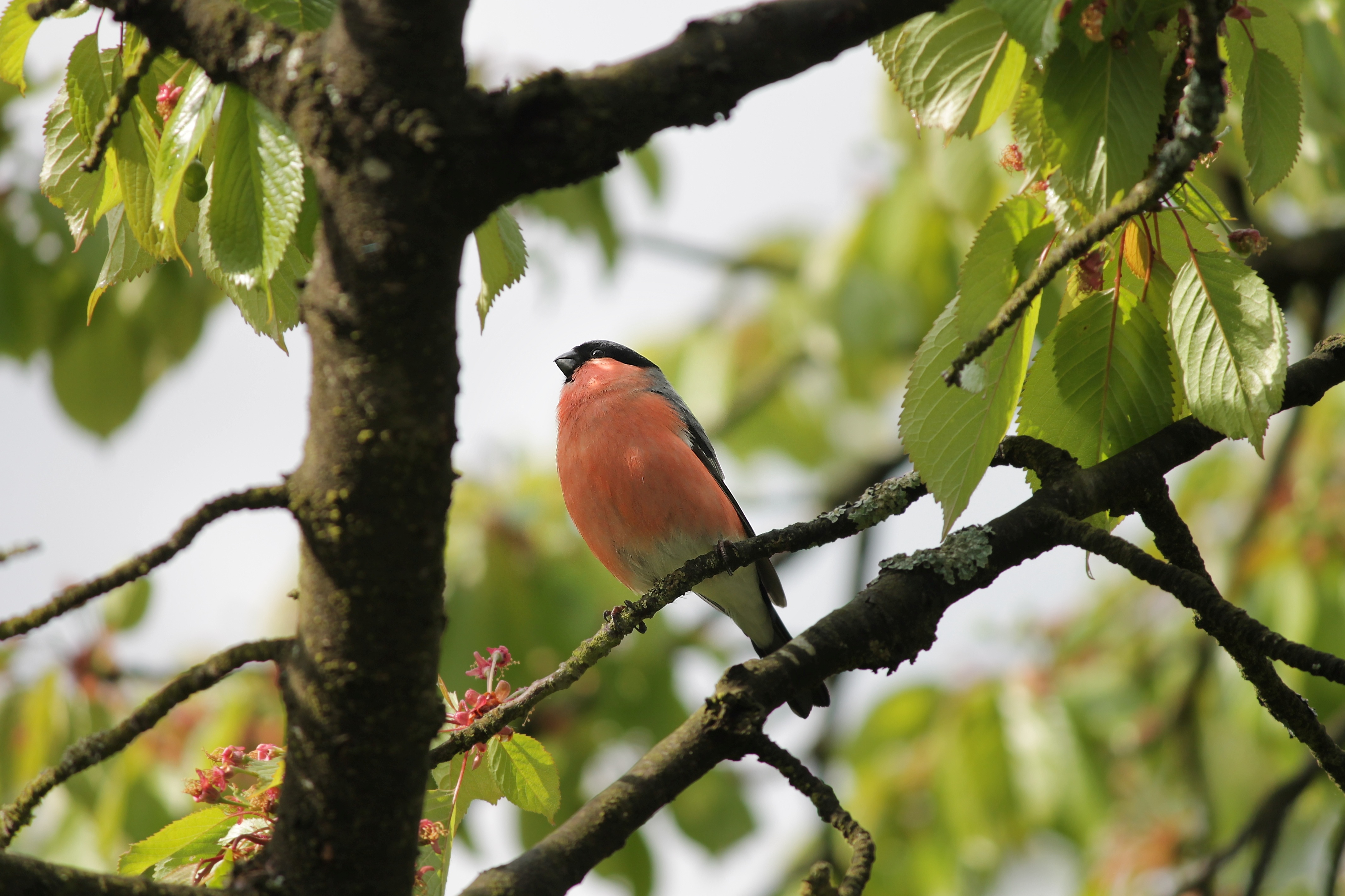Bullfinch Gimpel Pyrrhula free image download