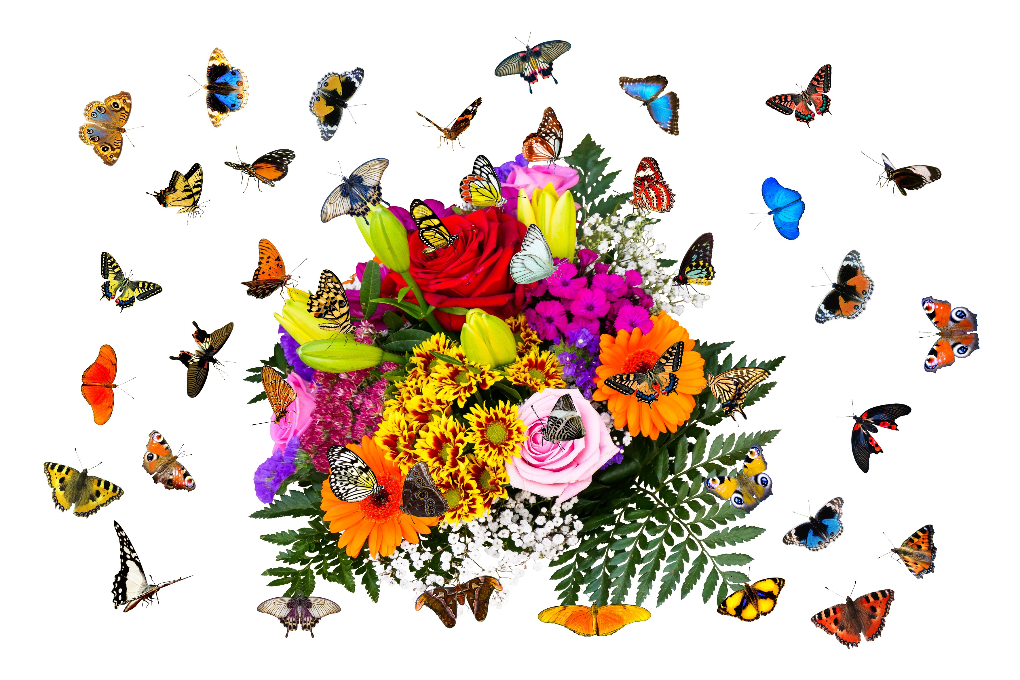Bouquet of butterflies butterfly flowers are beautiful free image download