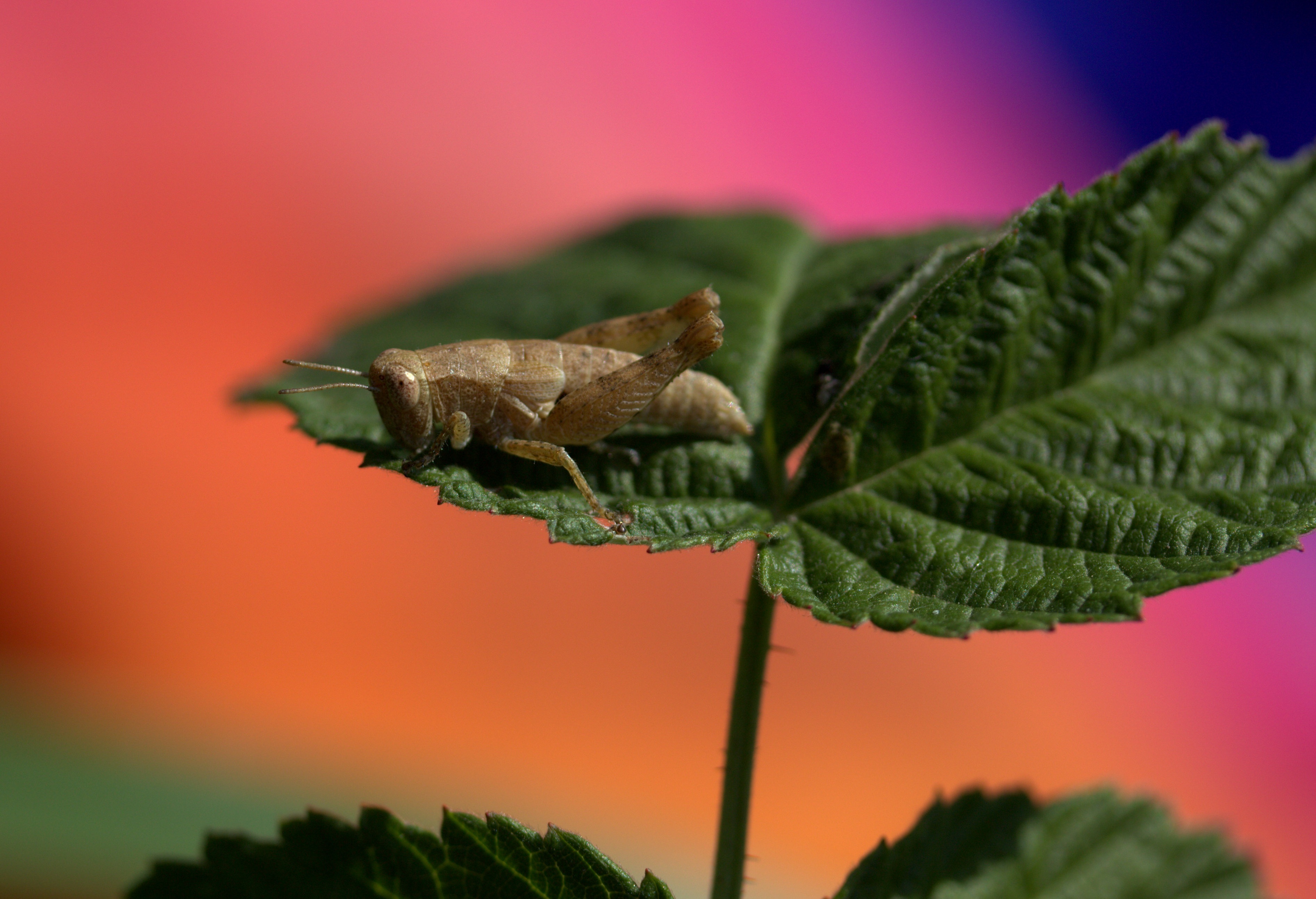Grasshopper Plant Rest free image download