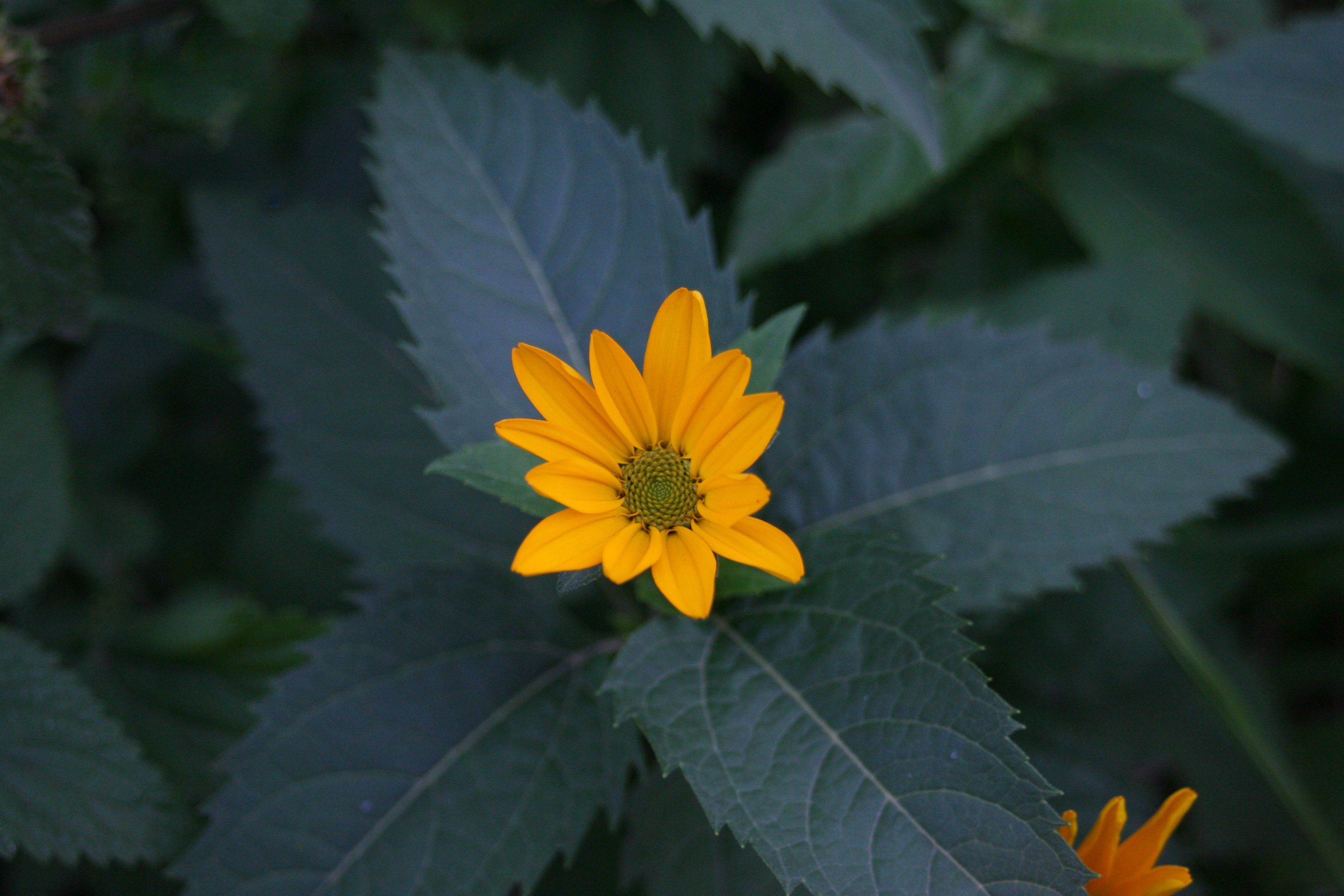 Flower Macro Spring free image download