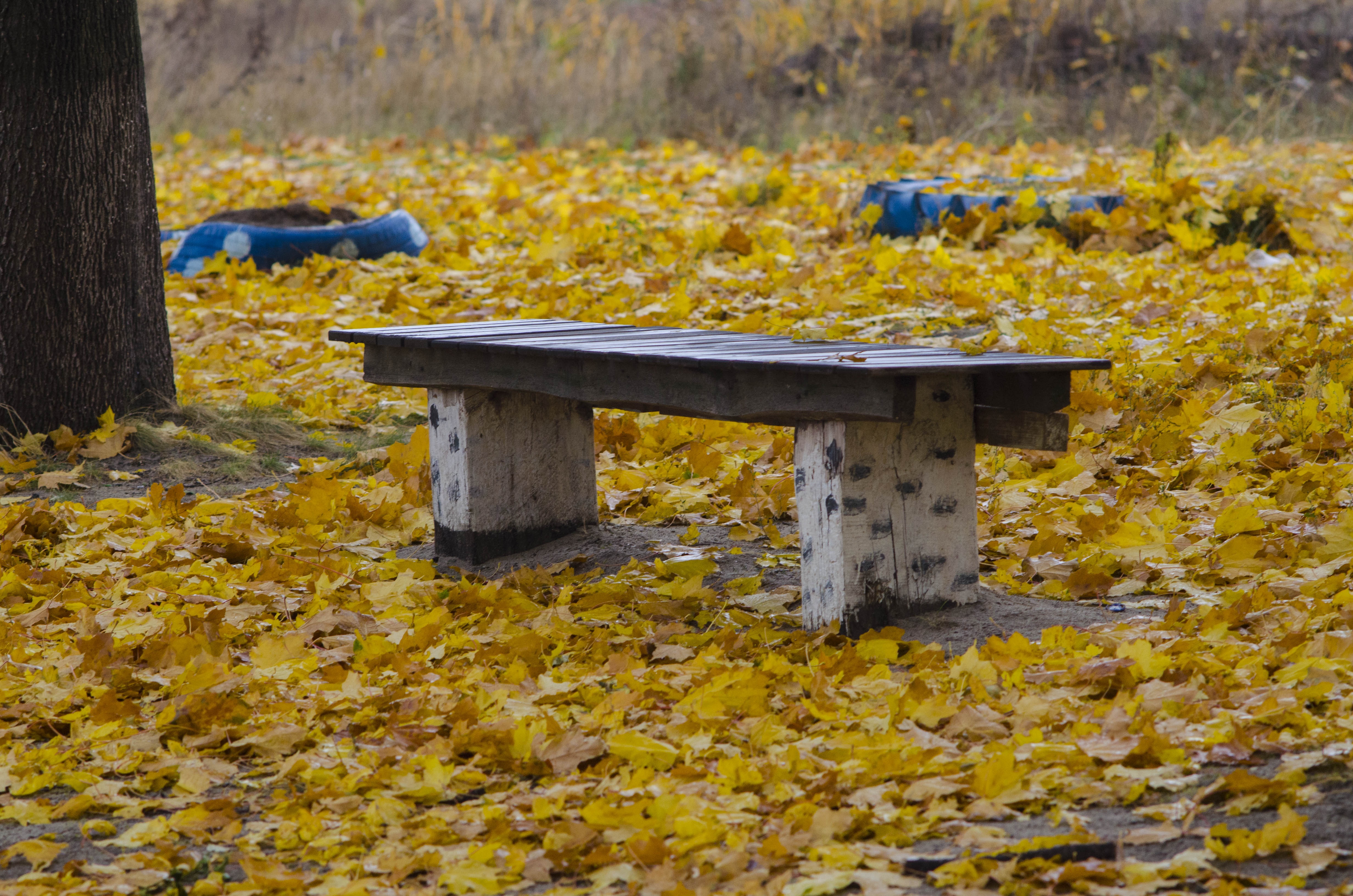 Bench Autumn Foliage free image download