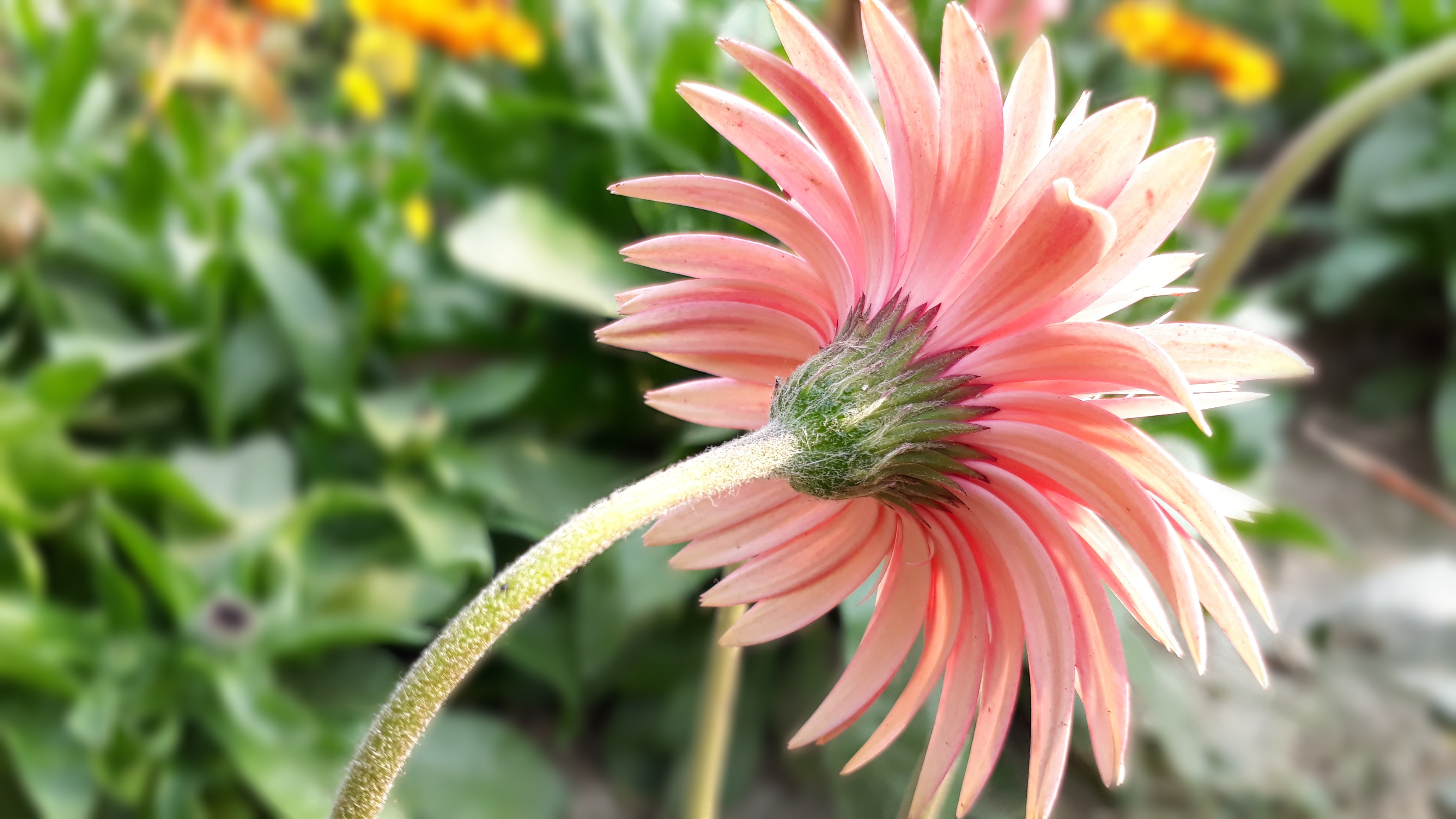 Nature Flower Flora free image download
