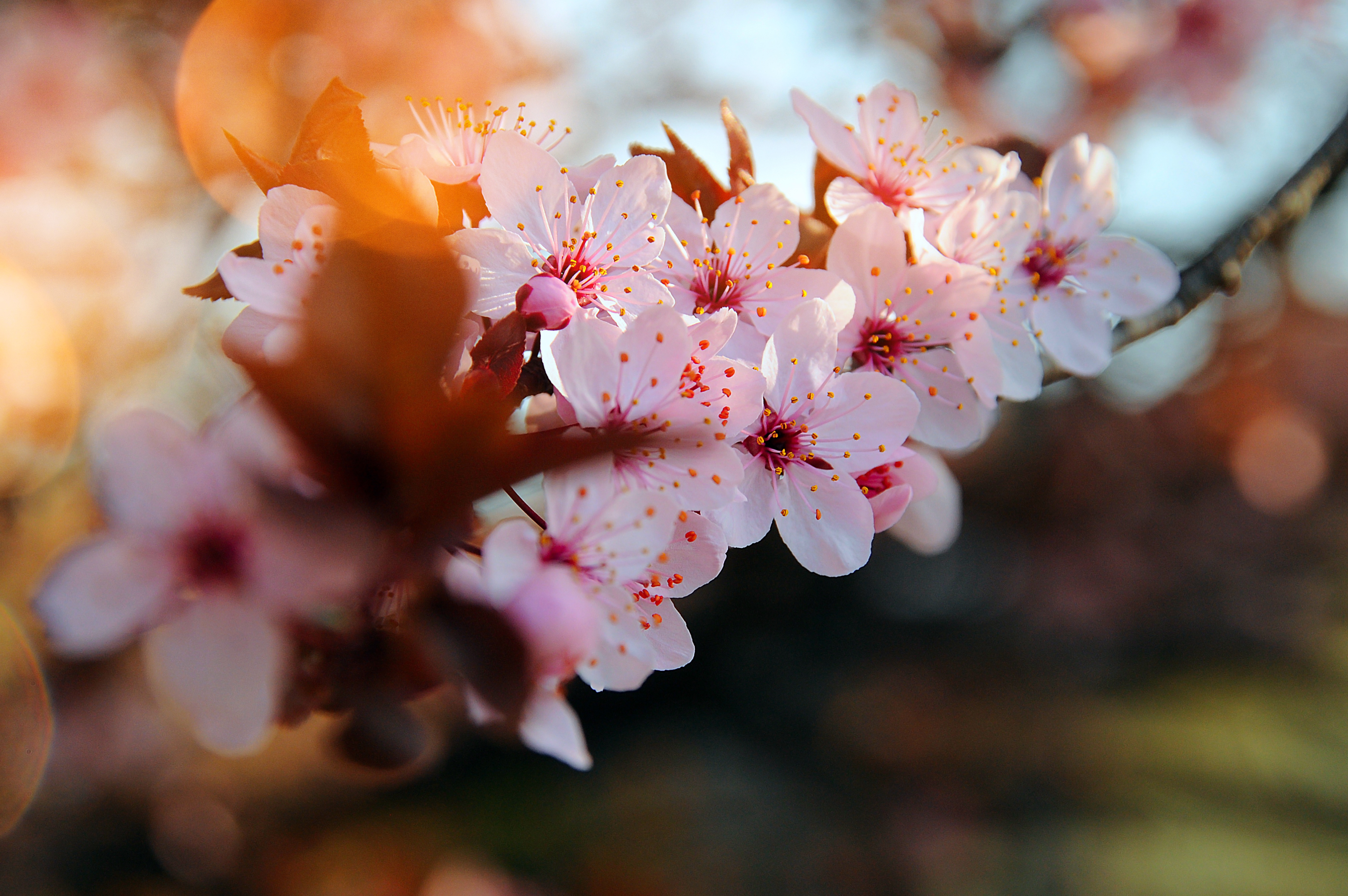 Flower Nature Cherry free image download