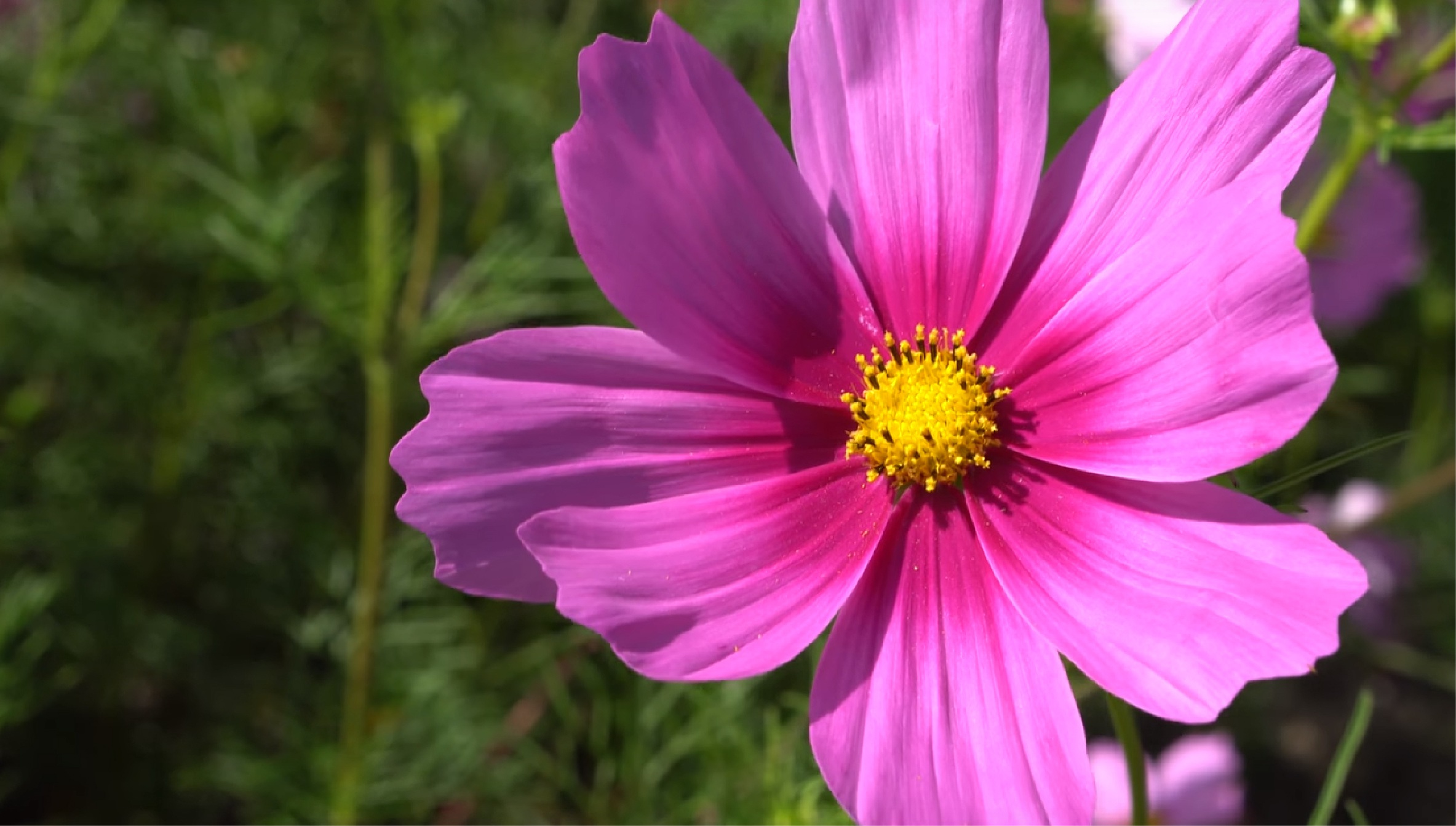 Nature Flower Flora free image download