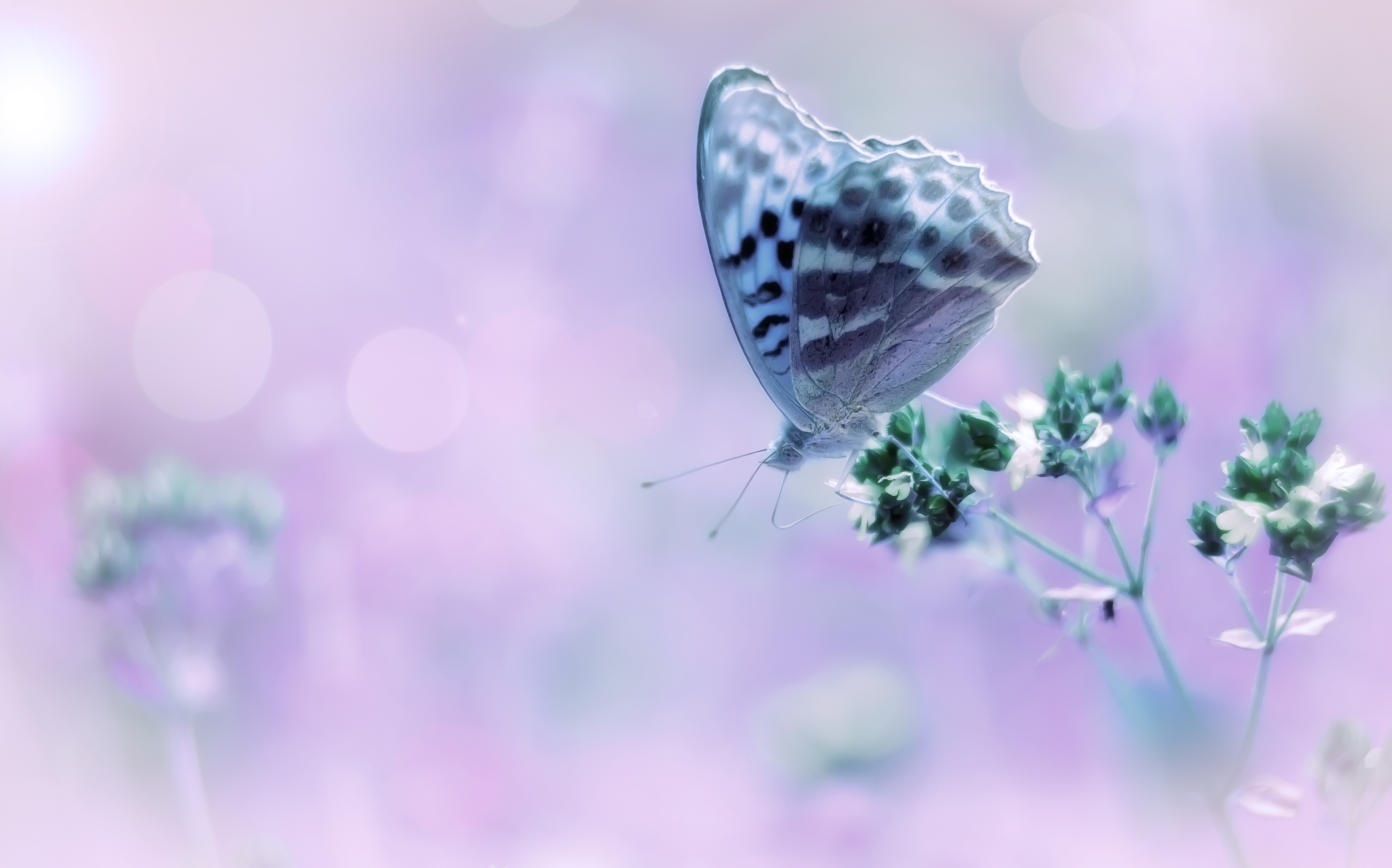 Butterfly Bokeh Pink free image download
