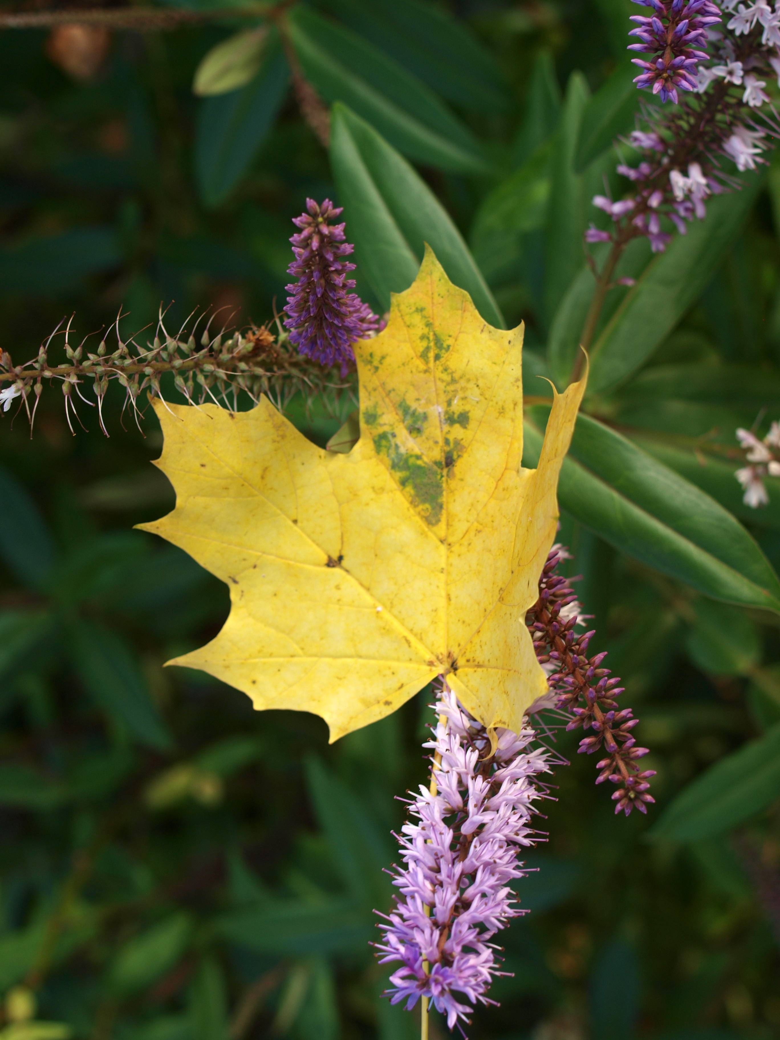 Leaf Autumn Flower free image download
