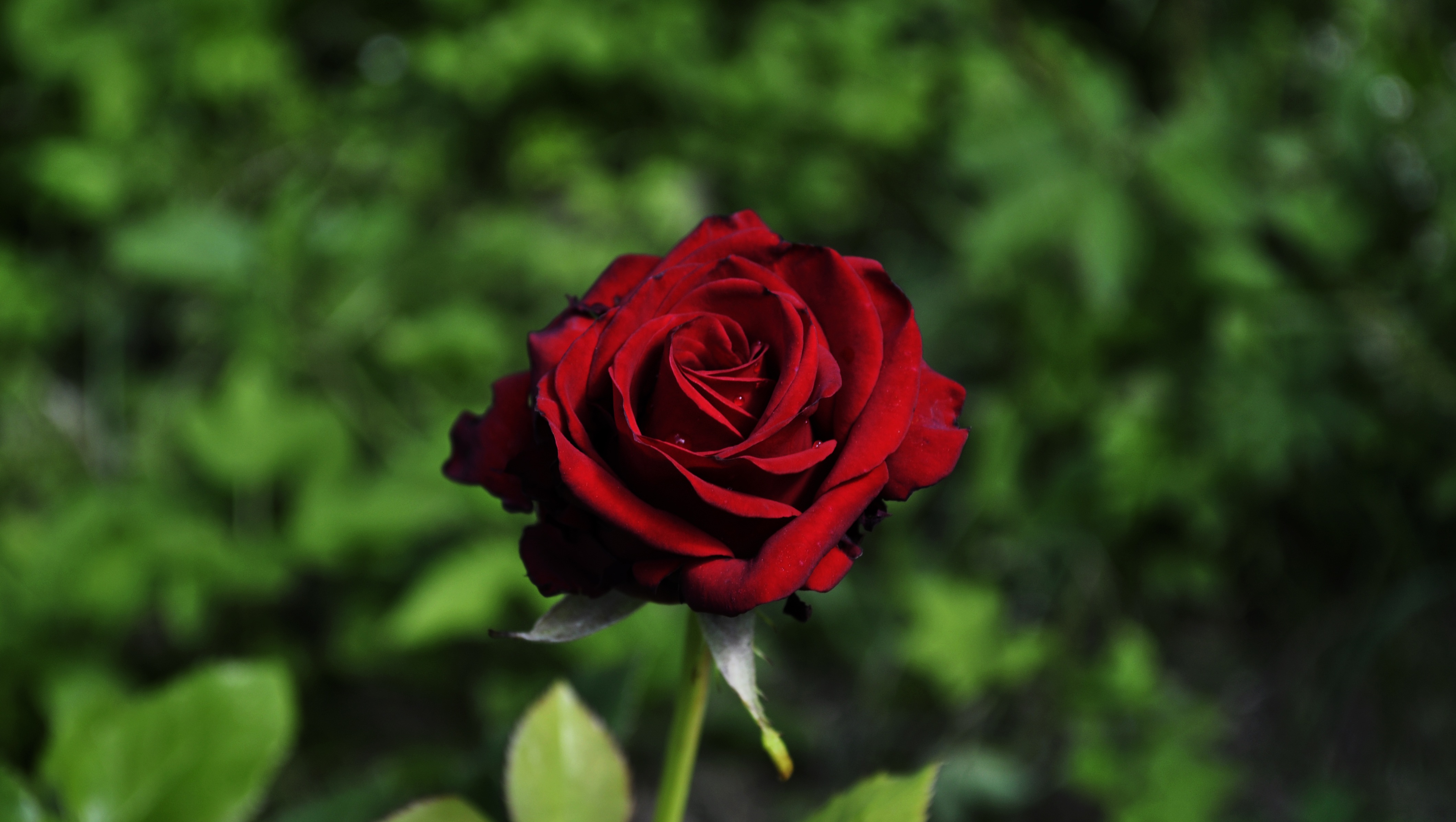 Flower Rose Nature free image download
