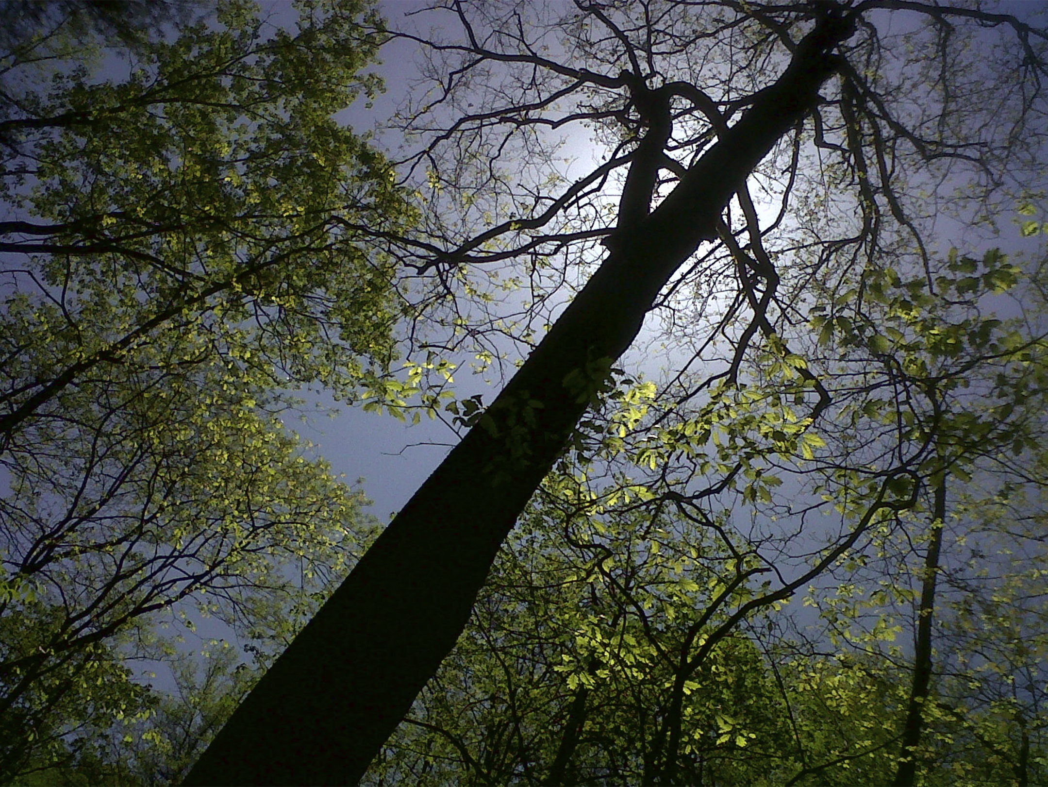 Tree Wood Nature free image download