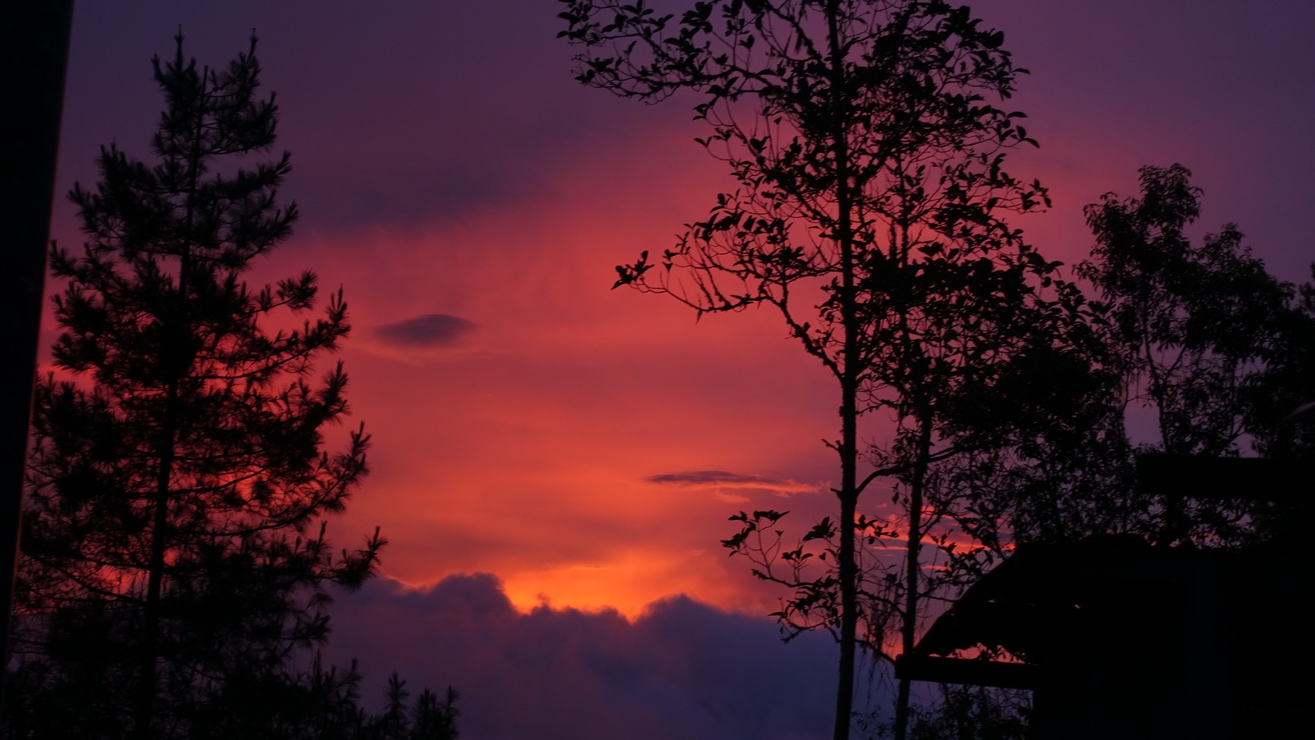 Tree Dawn Nature free image download