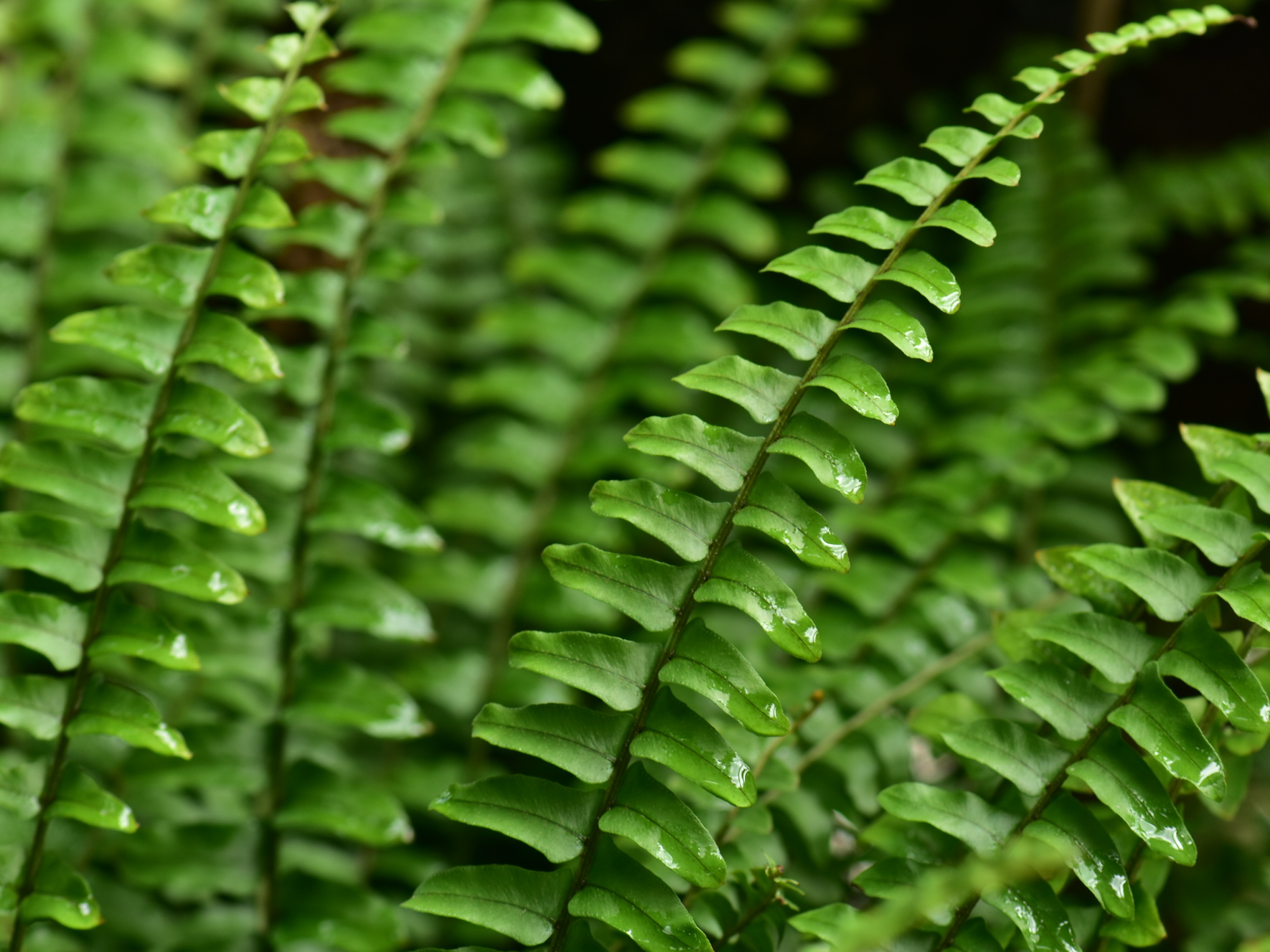Fern Leaf Leaves free image download