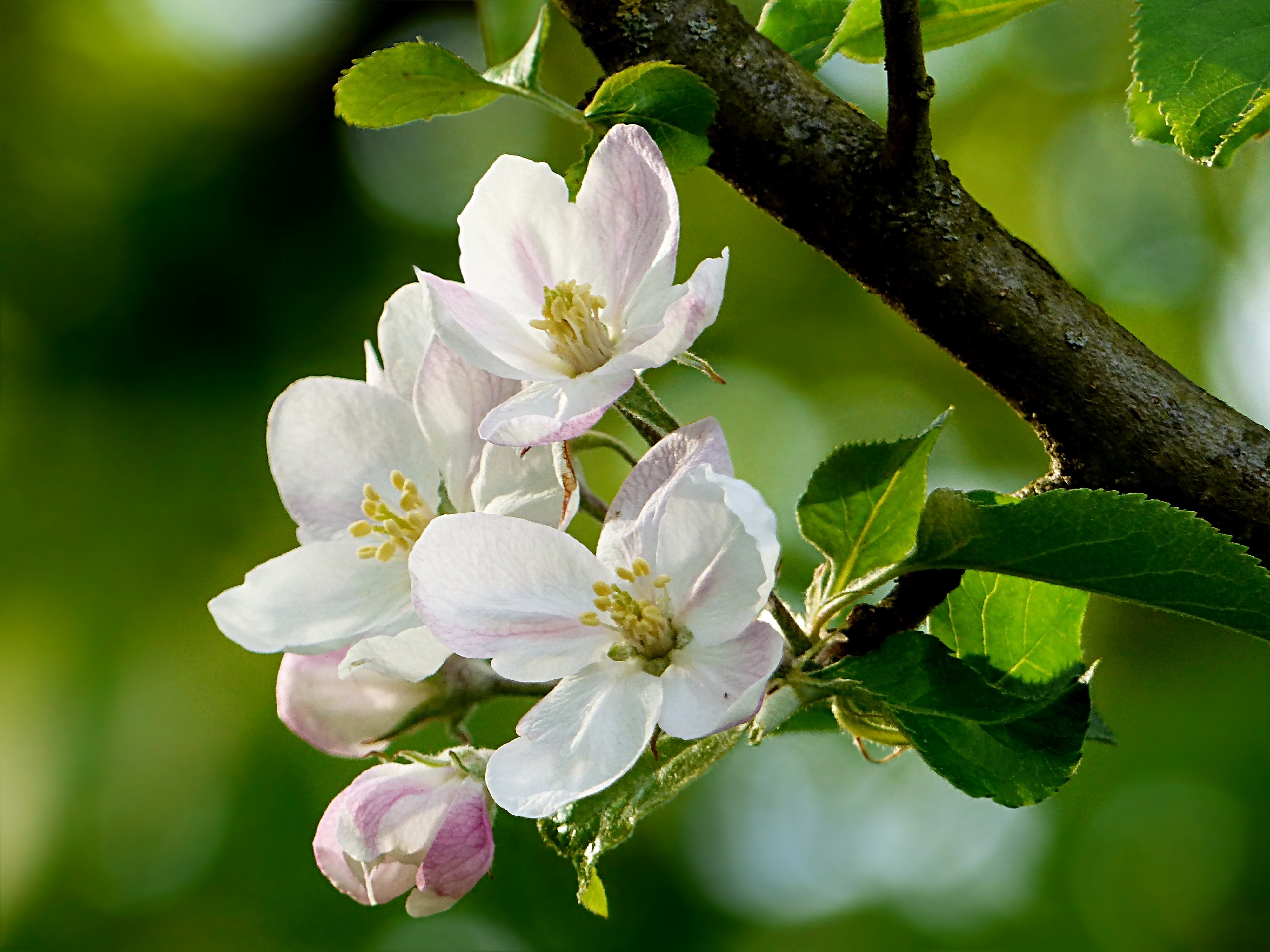Nature Tree Apple free image download
