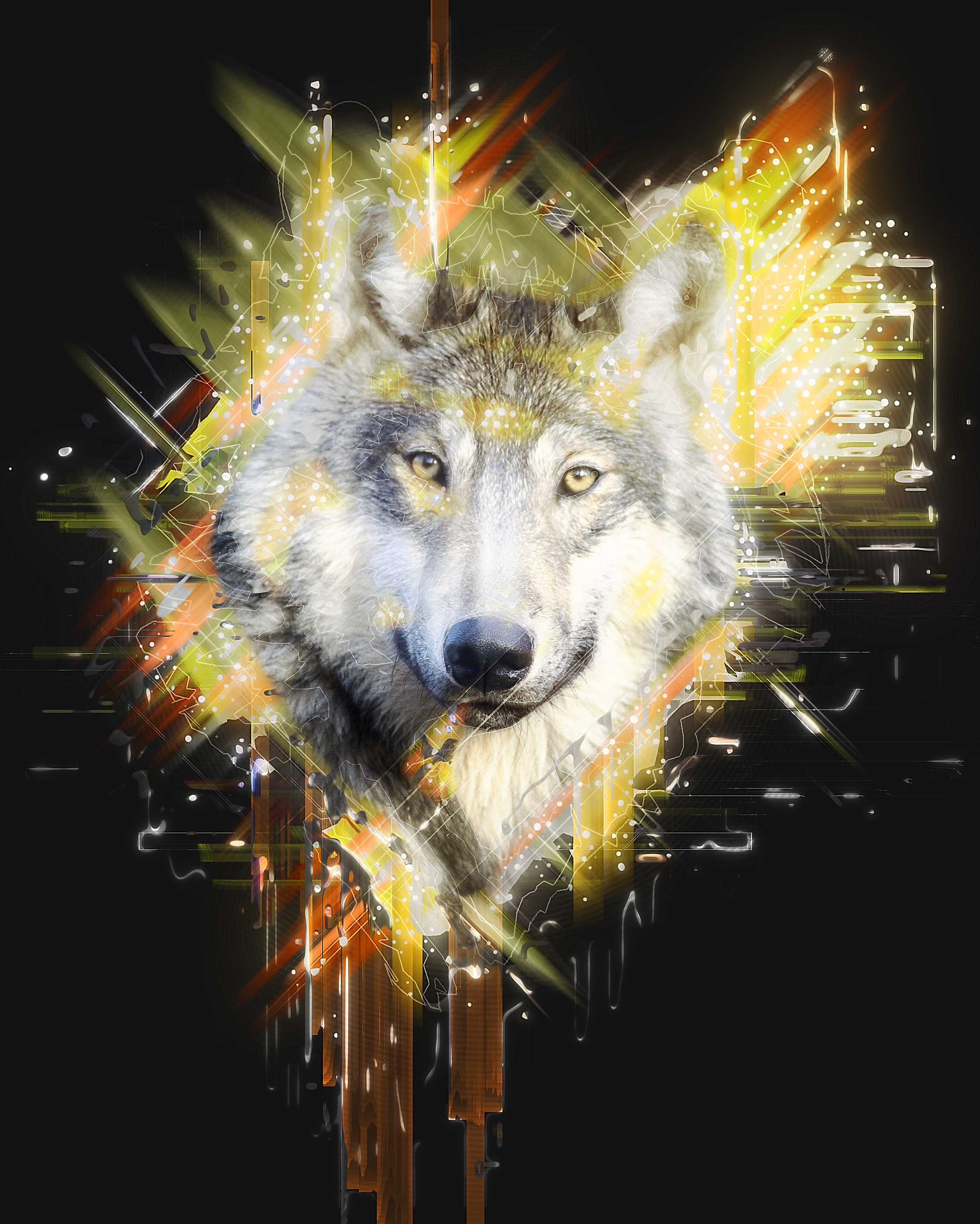 Wolf Predator Canidae Canis free image download