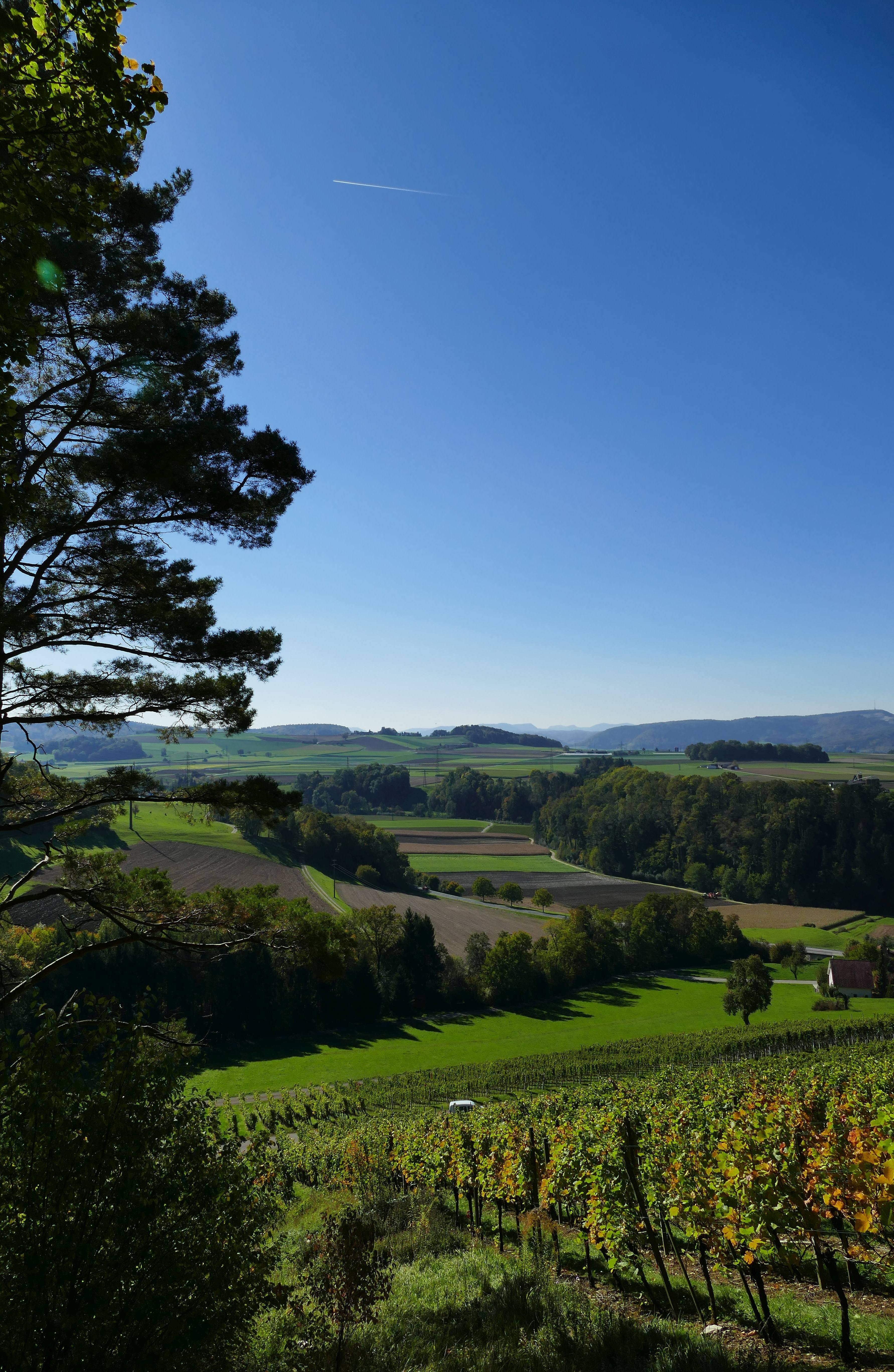 Landscape Nature Vines free image download