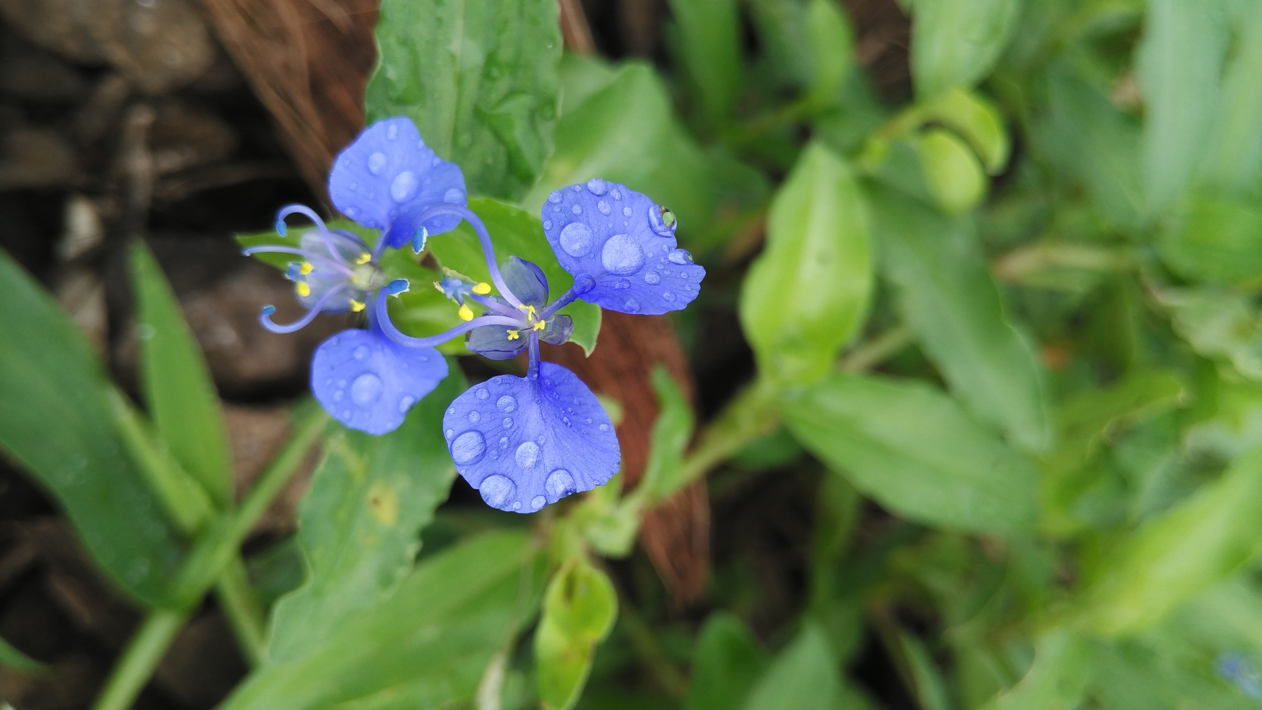 Nature Flora Leaf free image download