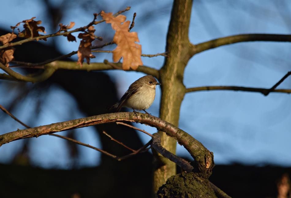 Cinderella Bird Birds At The Court free image download
