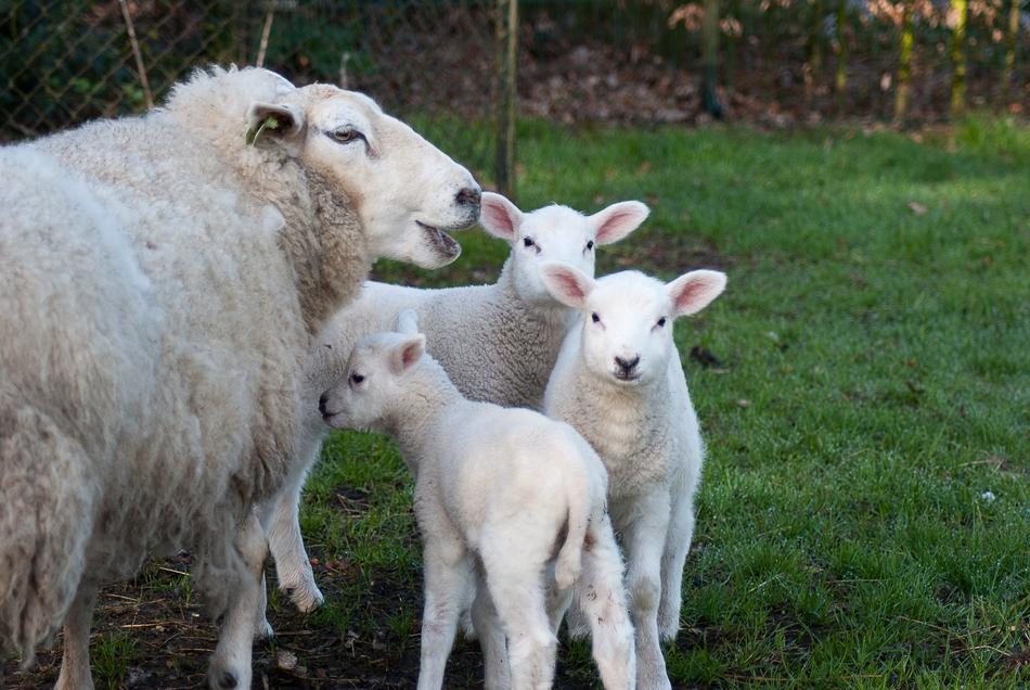 Lamb Little Sheep Lenthe free image download