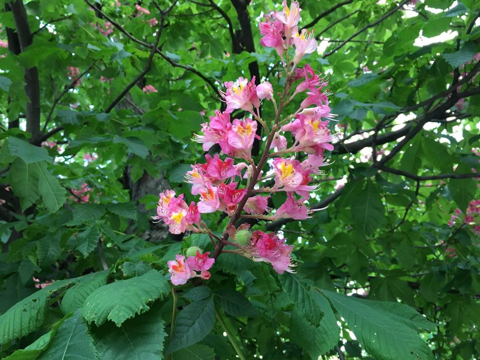 Blossom Bloom Tree free image download