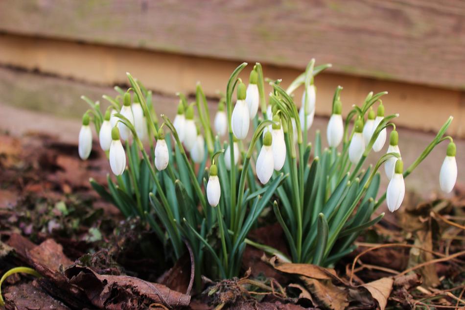Nature Plant Season free image download