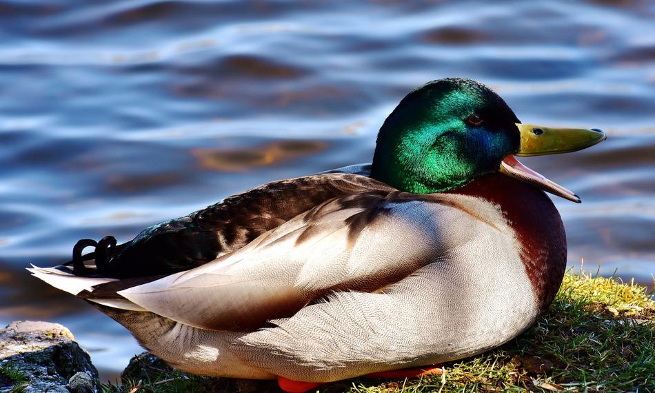 Mallard Drake Water Bird Male free image download