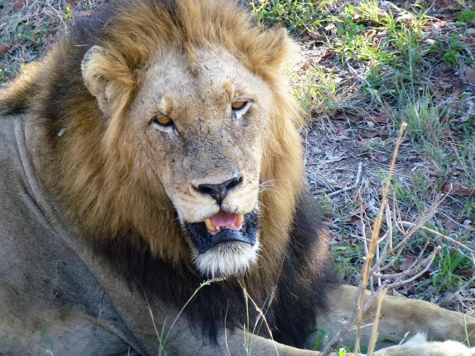 Lion Nature National free image download