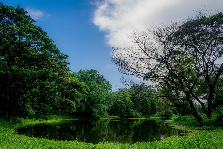 Tree Nature Landscape free image download