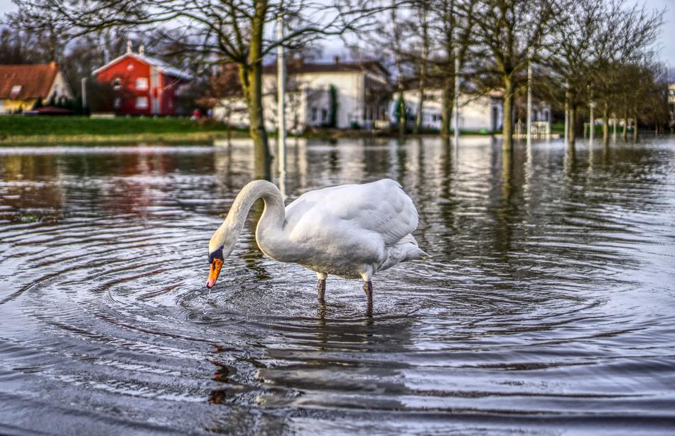 High Water Swan Flow free image download