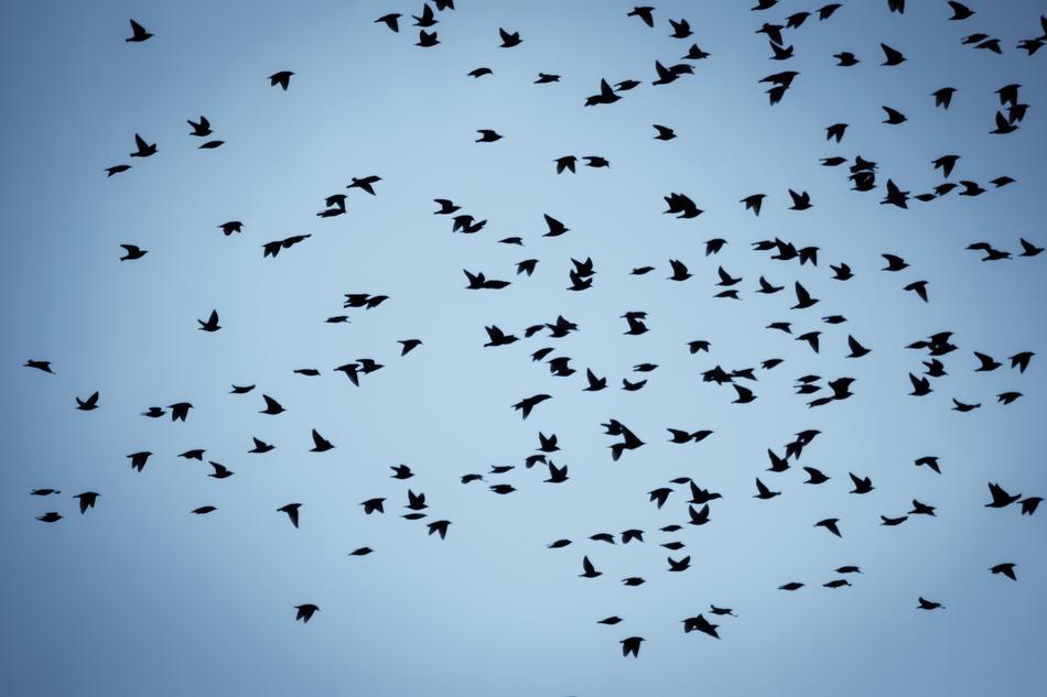 Birds Flock Wildlife Migratory free image download