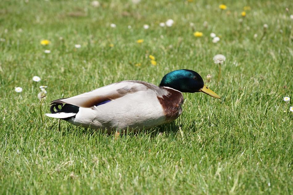 Bird Duck Drake free image download