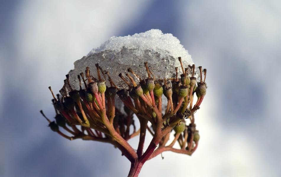 Snow Seeds Faded free image download