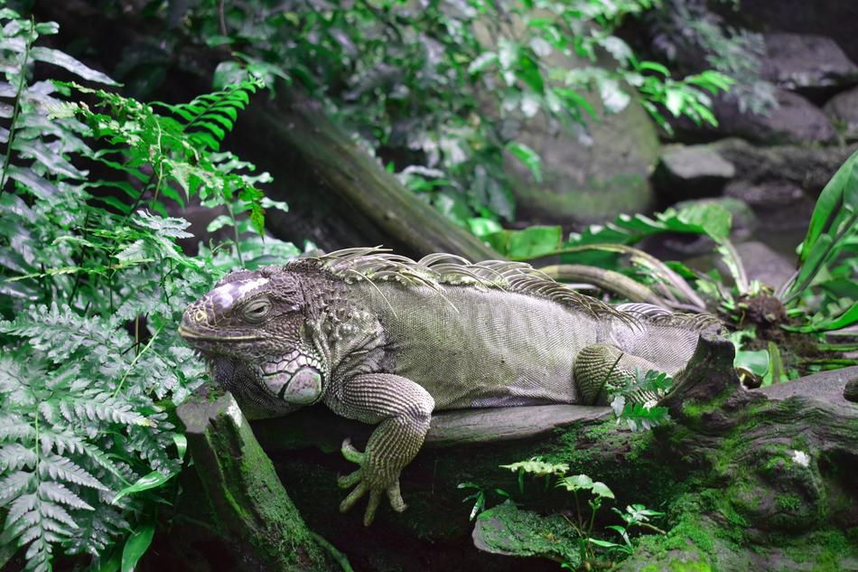 Nature Reptile Living free image download