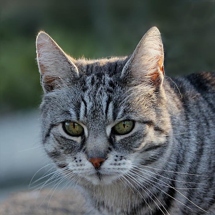 Animal Mammal Cat Felis Silvestris free image download