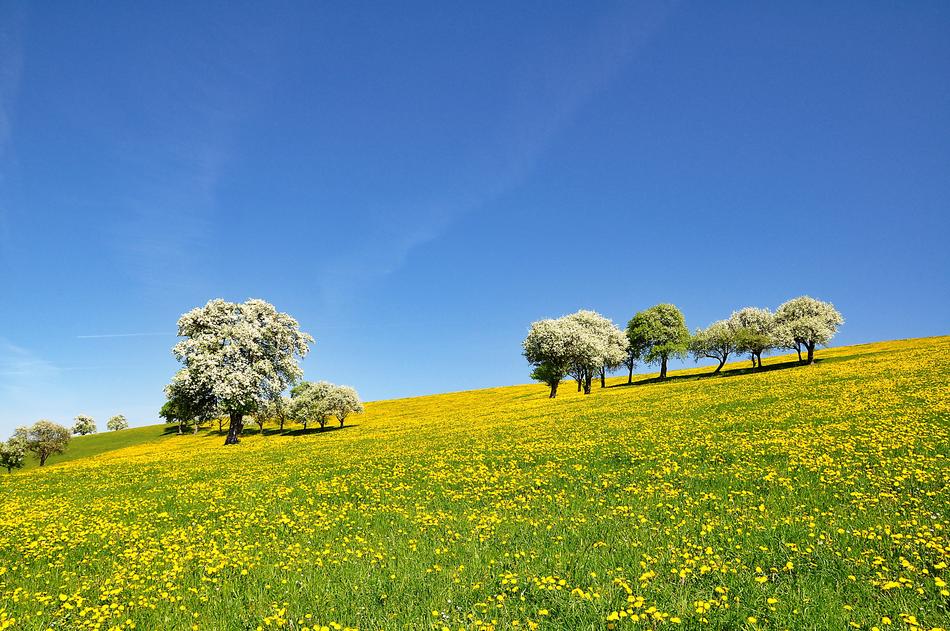 Nature Landscape Spring free image download