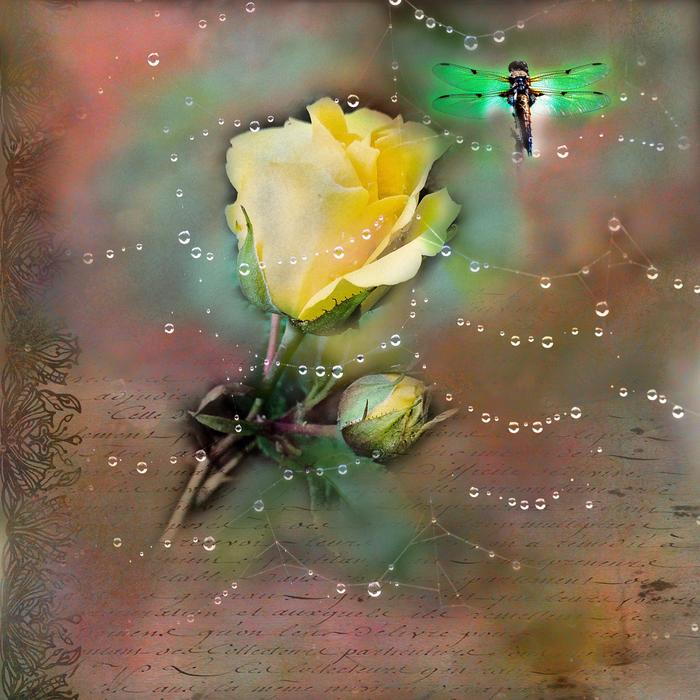 Flower Rose Youth free image download