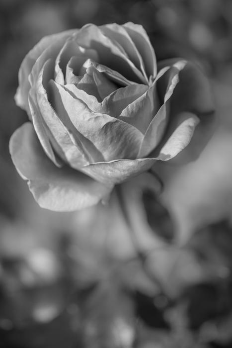 Rhodes Rose White free image download