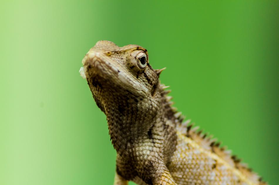 Terrestrial Animal Reptile Lizard free image download
