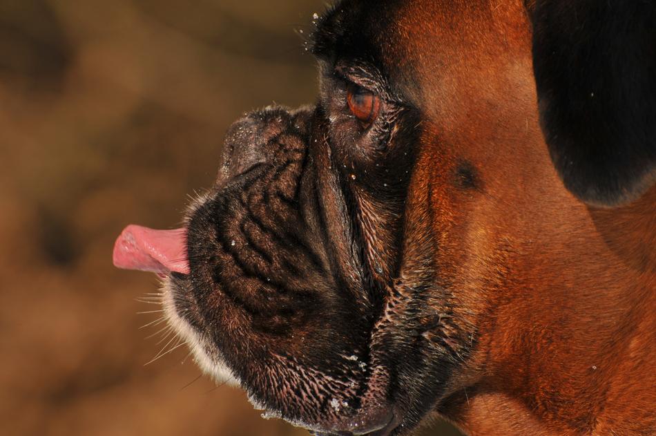 Boxer Dog Animal Nature free image download