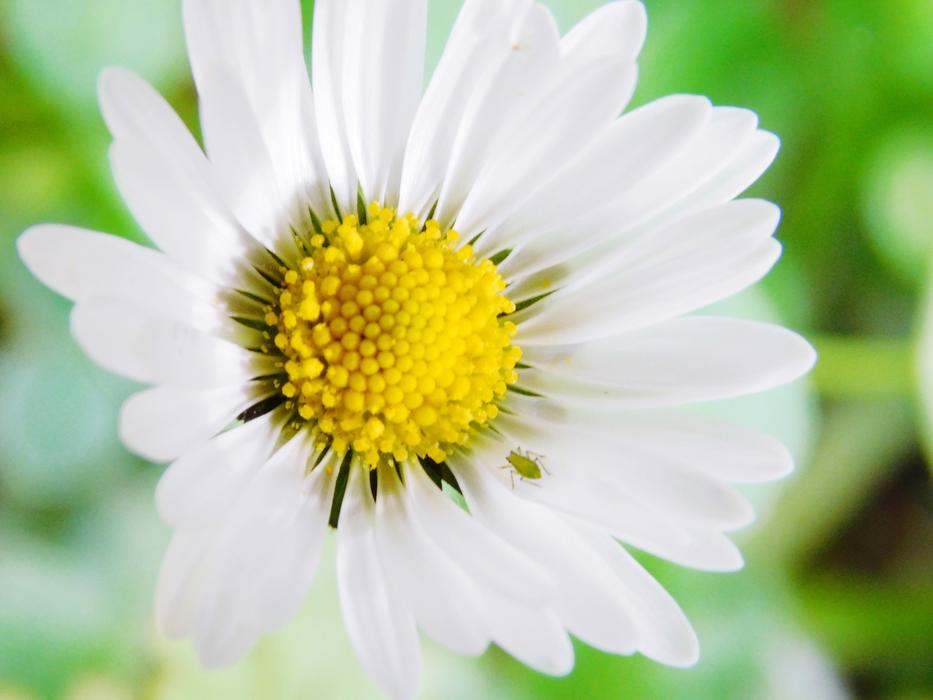 Flower Spring Bug free image download