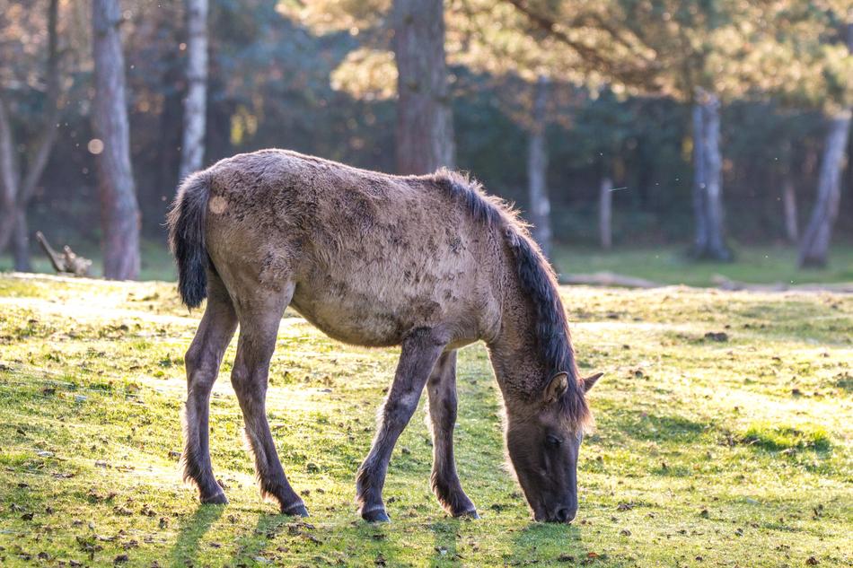 Brumby Horses Wild free image download