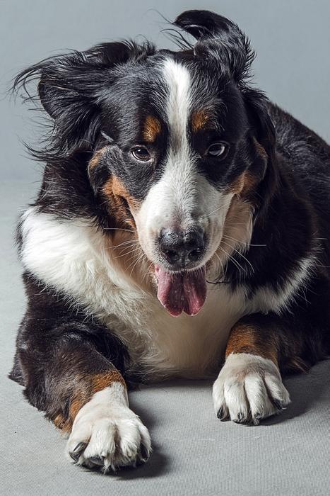 Dog with raised ears free image download