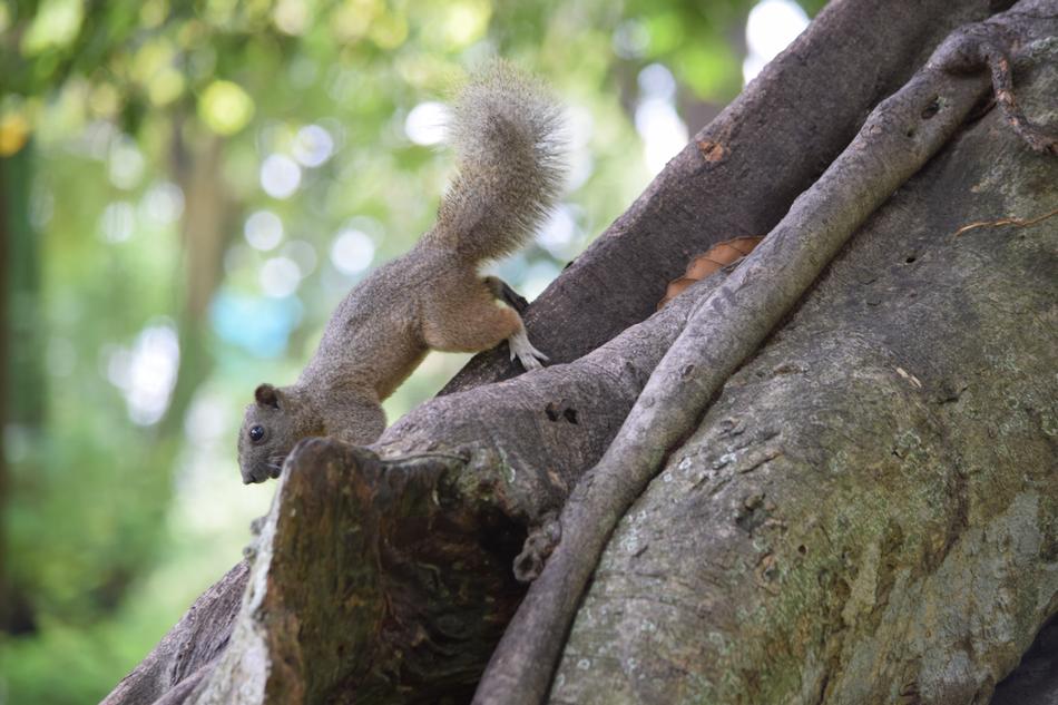 Wild Squirrel Animal on tree free image download