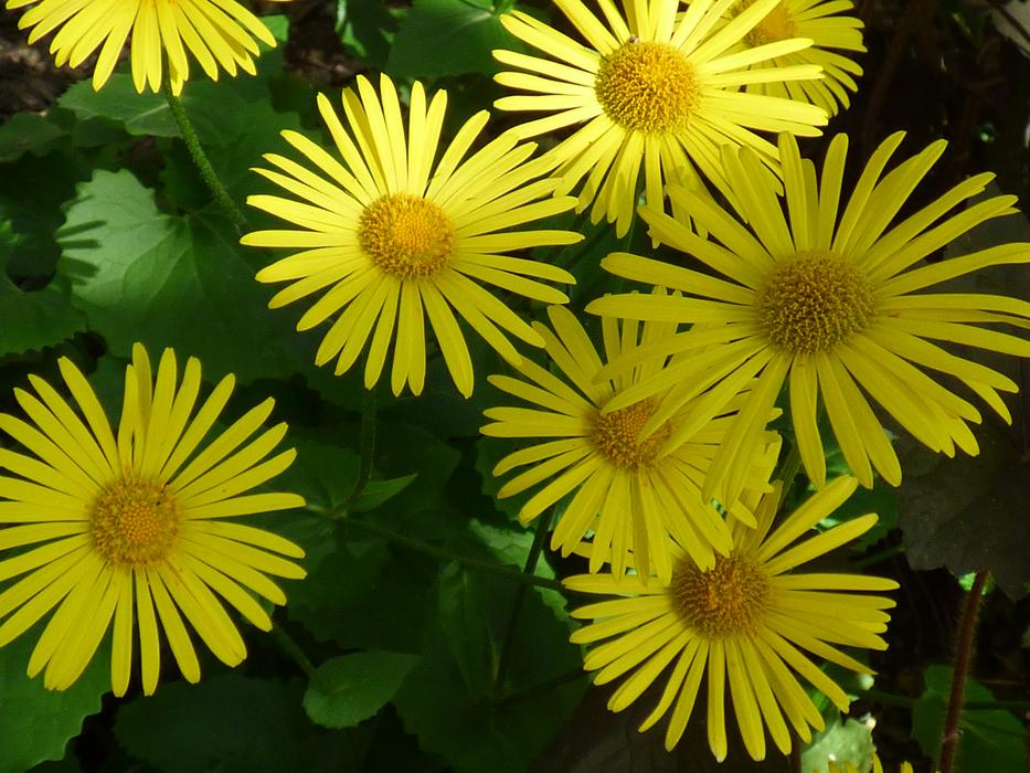 Flowers Yellow Nature free image download